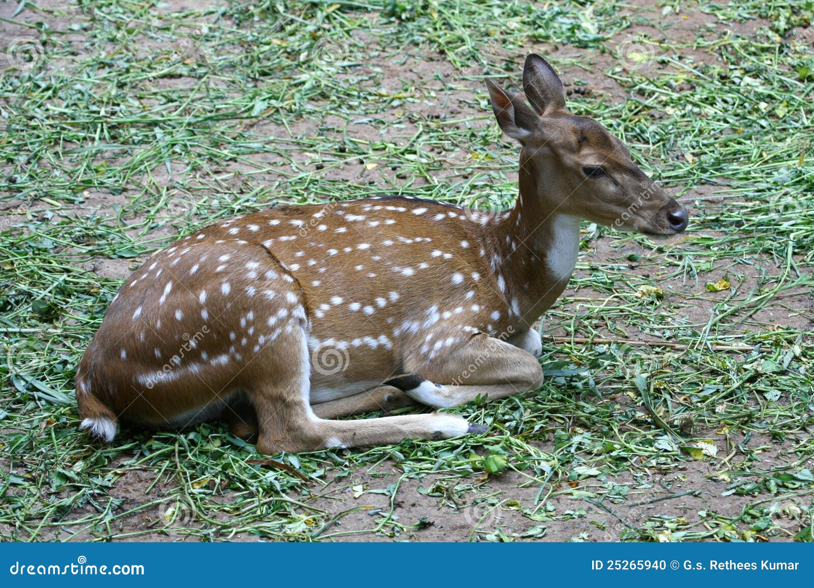 Resting deer stock photo. Image of pretty, fauna, animals - 25265940