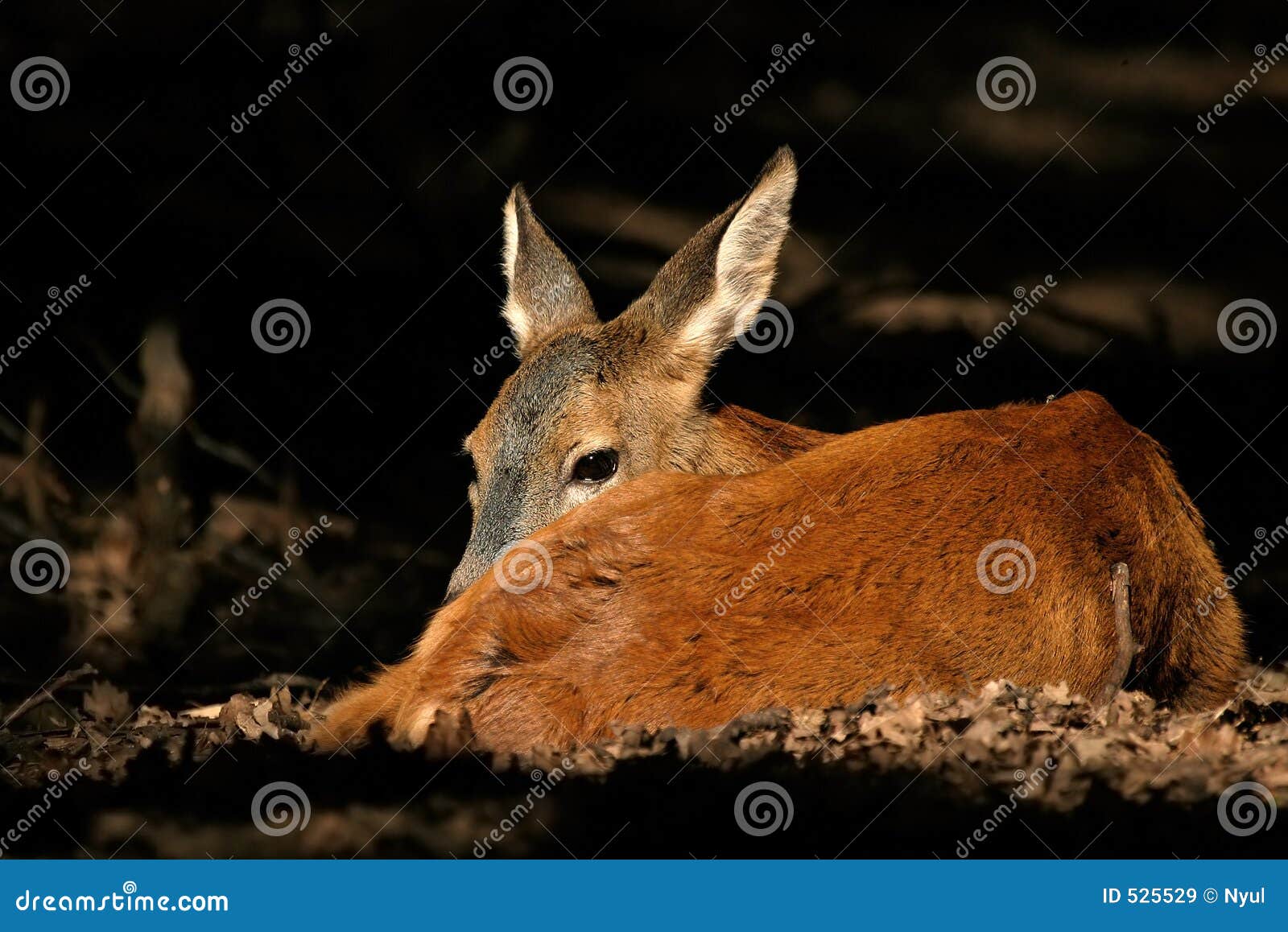 Resting deer stock image. Image of forest, animal, bambi - 525529