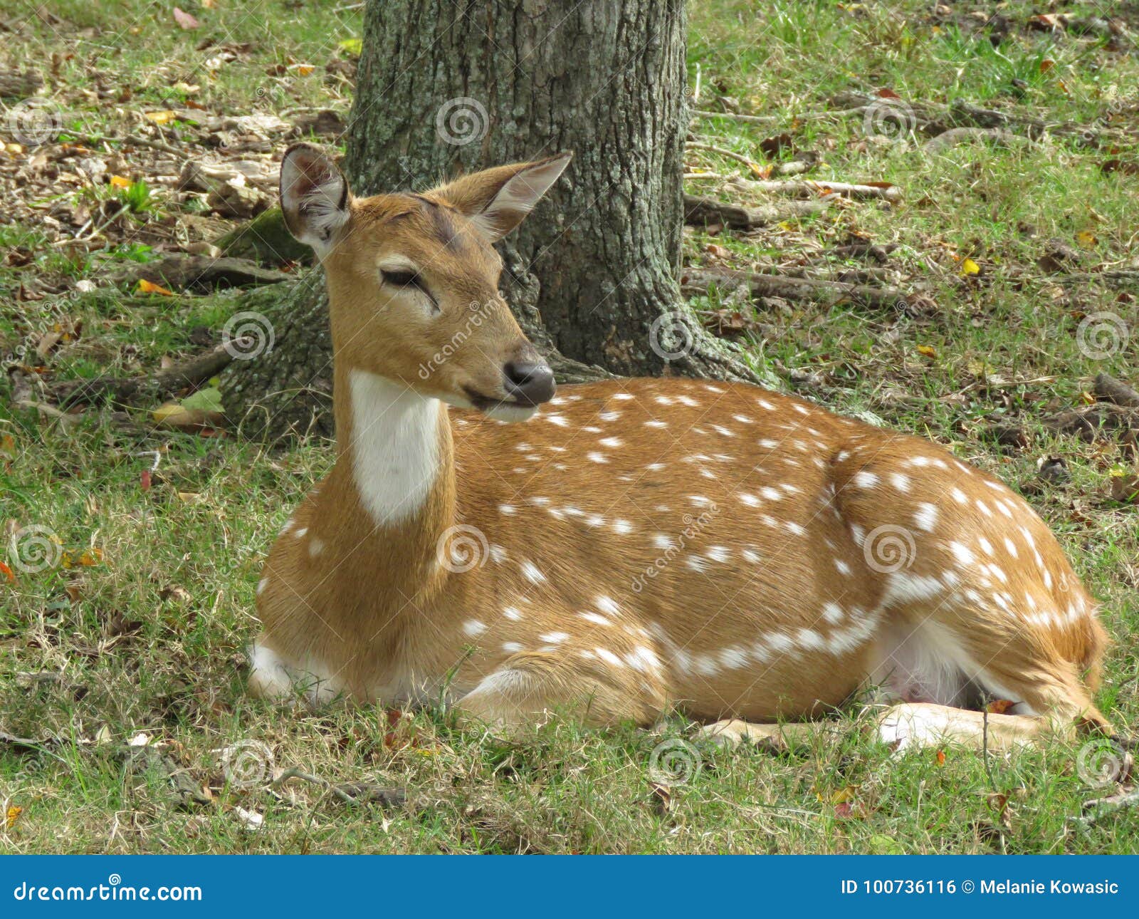 Resting deer stock photo. Image of wildlife, forest - 100736116