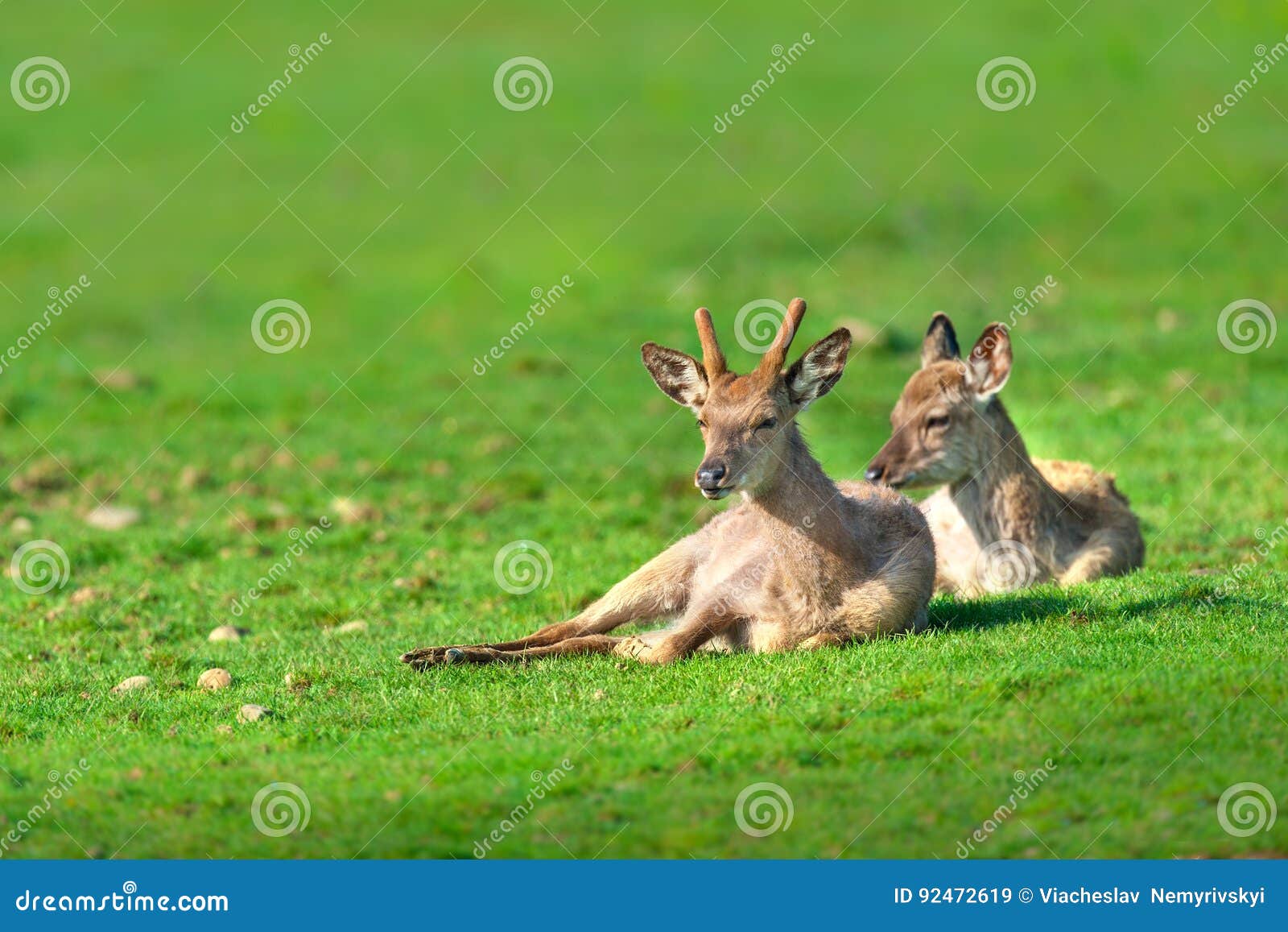 Resting Deer on Spring Field Stock Image - Image of bokeh, blue: 92472619