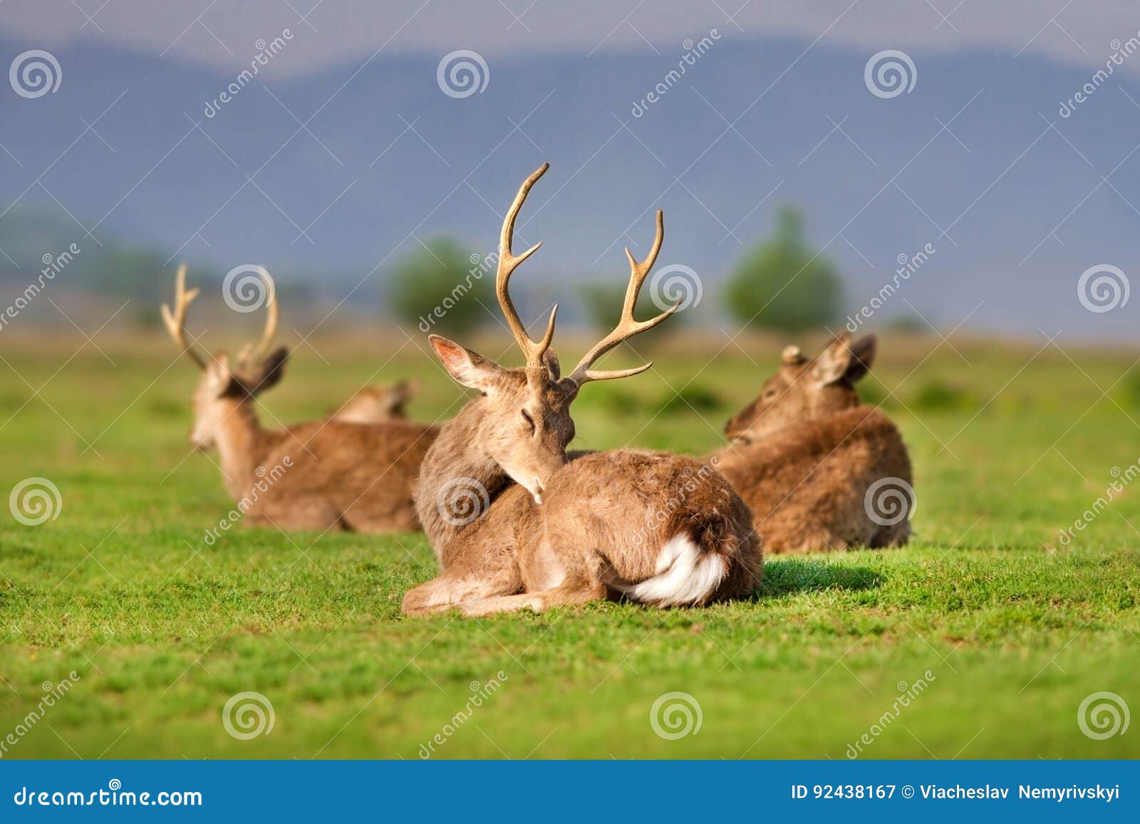 Resting Deer on Spring Field Stock Image - Image of depth, deer: 92438167