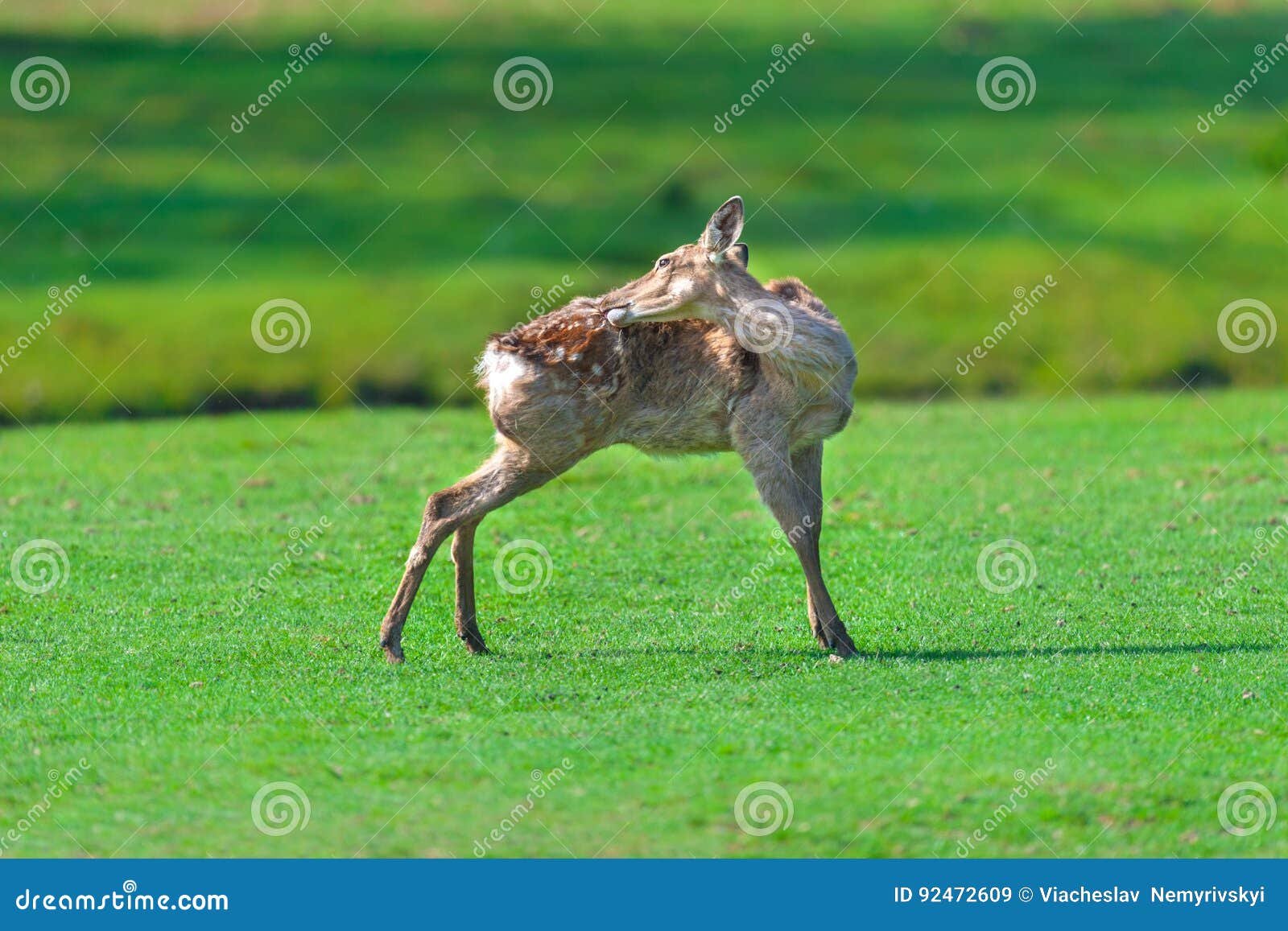 Resting Deer on Spring Field Stock Image - Image of autumn, sleep: 92472609