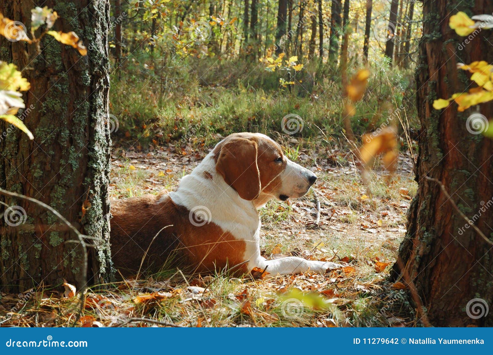 Resting dog stock photo. Image of pose, purebred, fall - 11279642