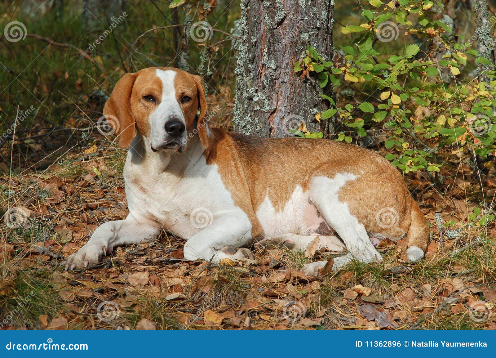 Resting dog stock photo. Image of golden, beagle, cute - 11362896