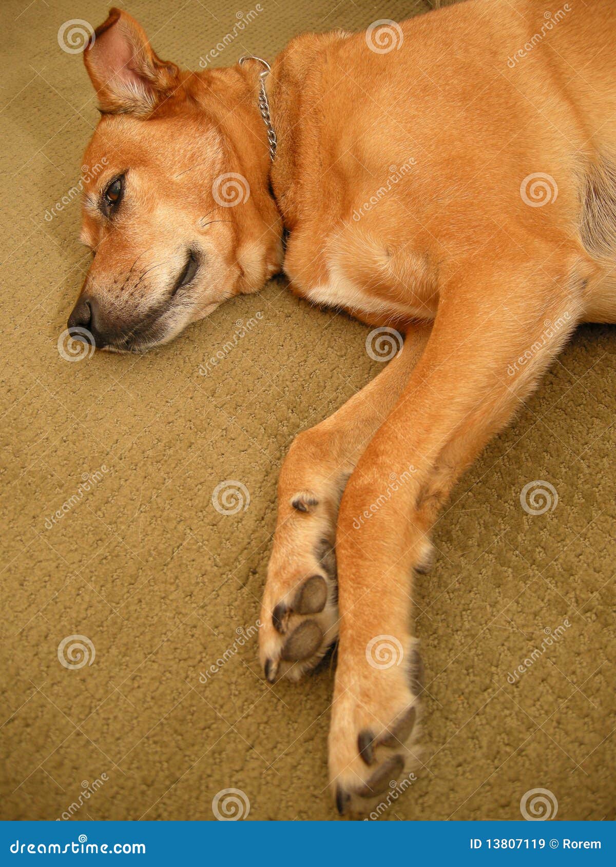 Resting dog stock image. Image of home, drool, rest, sleep - 13807119