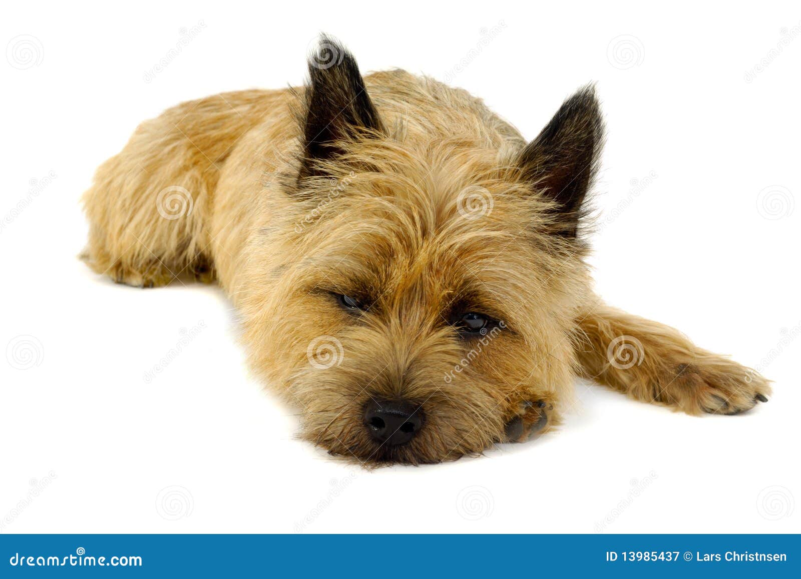 Resting dog stock image. Image of friendly, background - 13985437