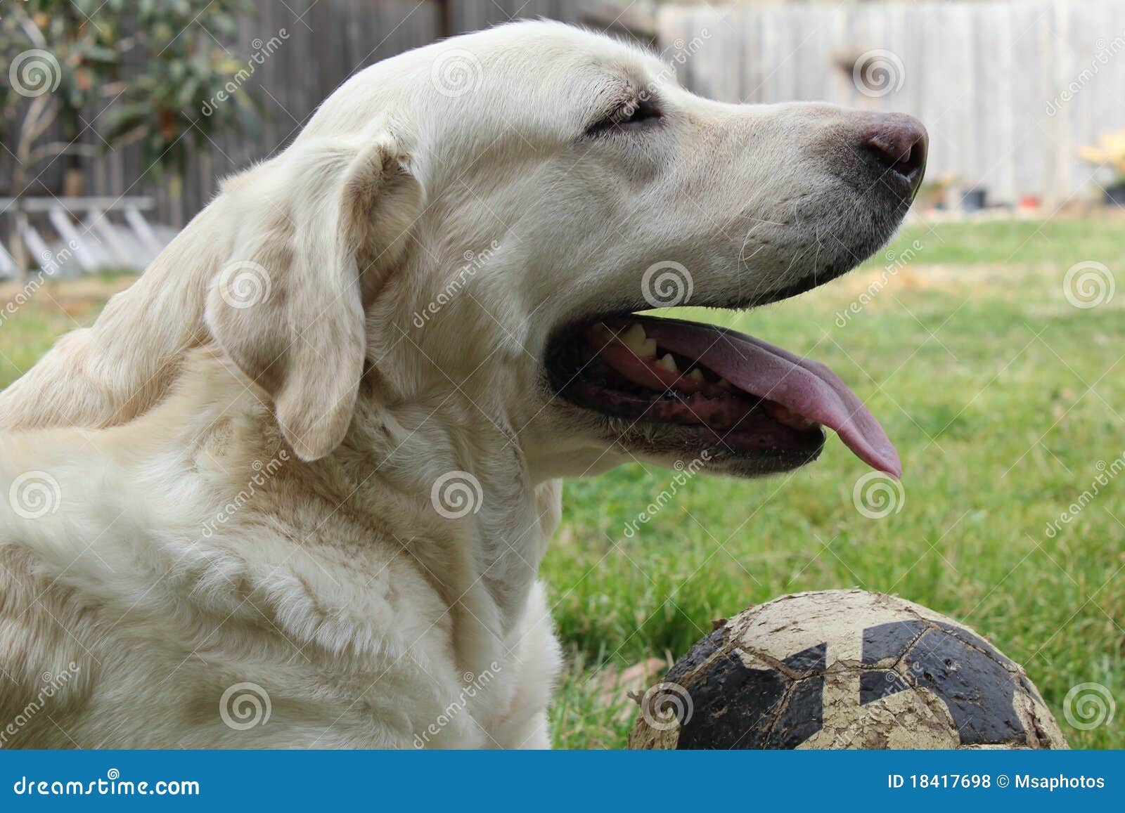 Resting Dog stock photo. Image of tongue, white, golden - 18417698