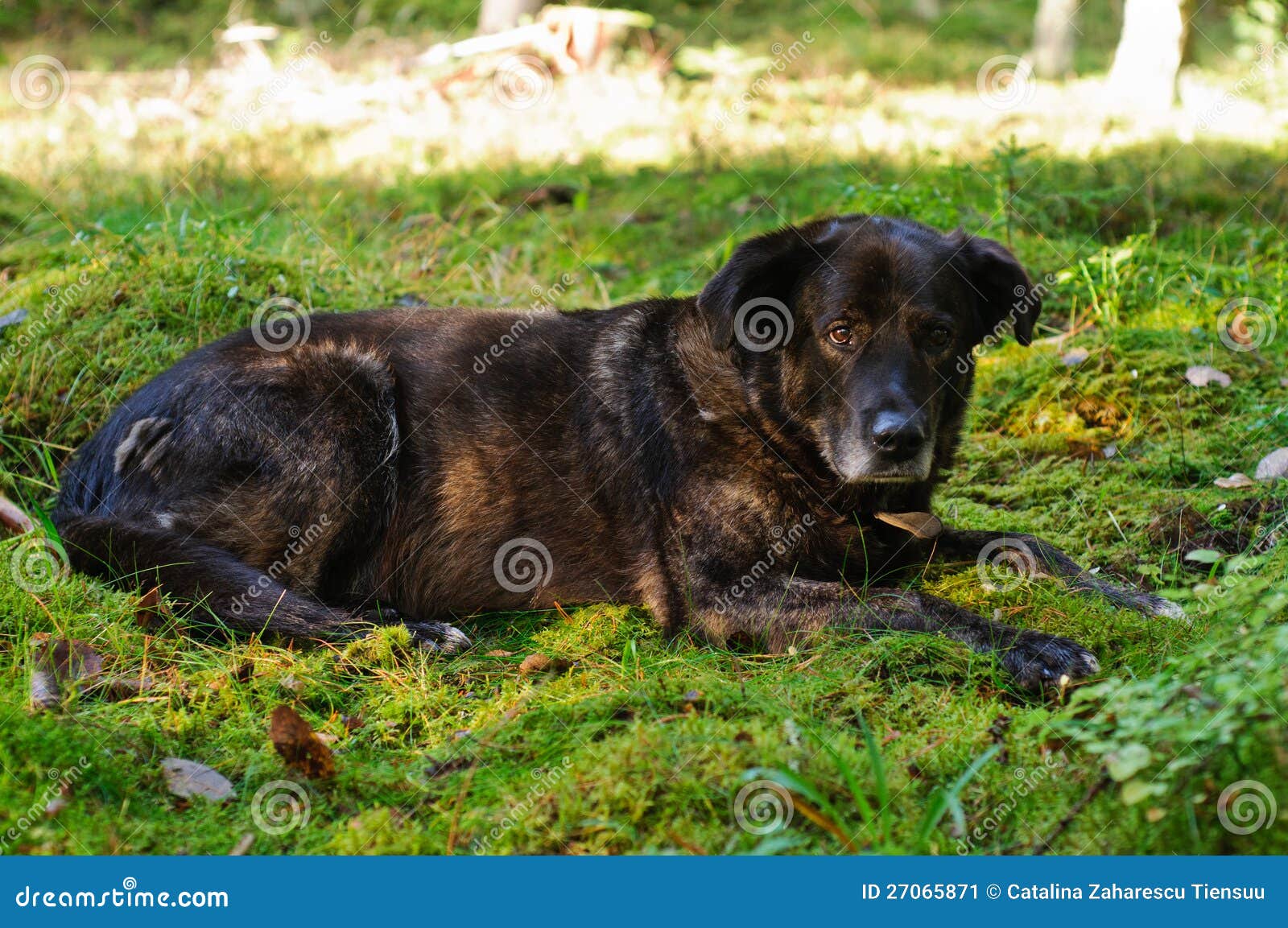 Resting dog stock image. Image of black, resting, cold - 27065871