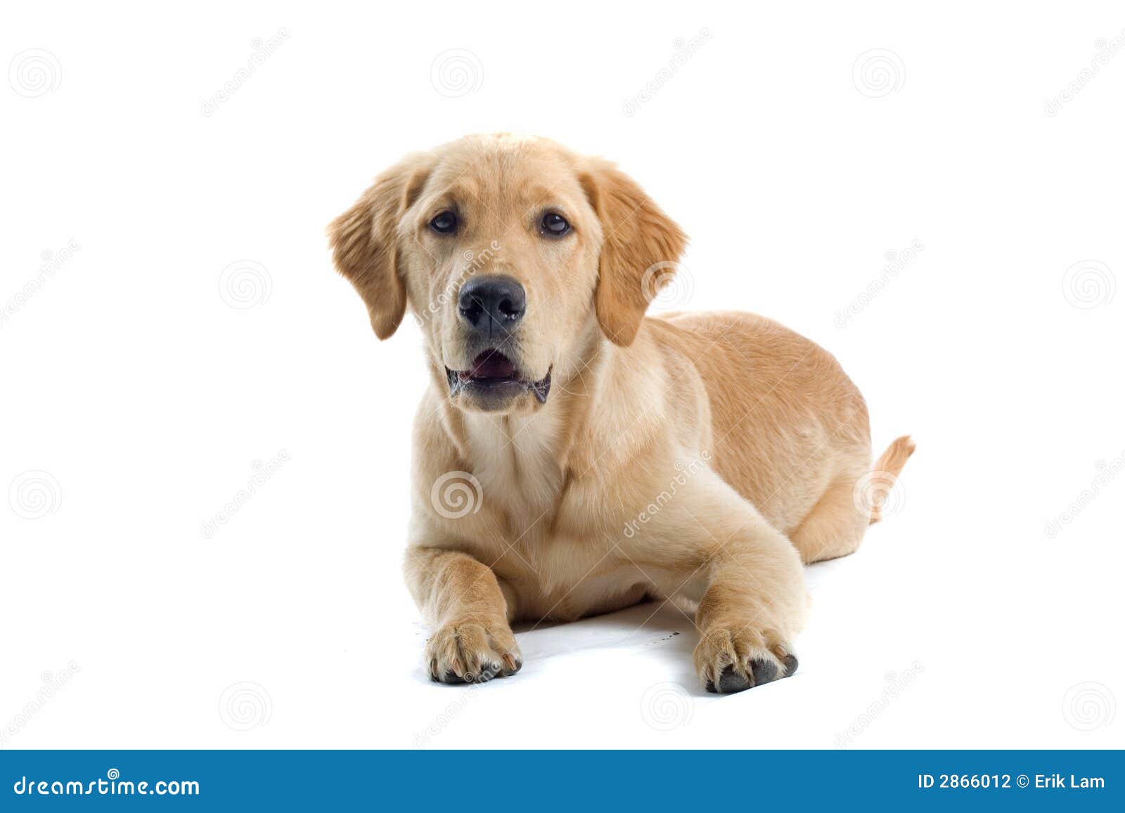 Resting dog stock photo. Image of lies, adorable, furry - 2866012