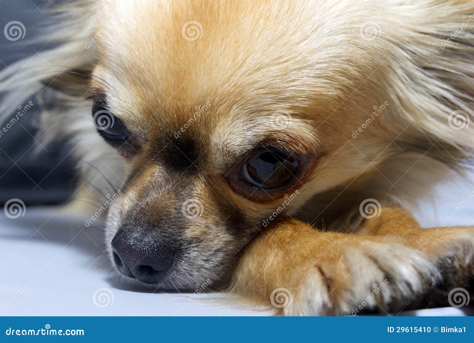 Resting Dog stock photo. Image of purebred, waiting, canine - 29615410