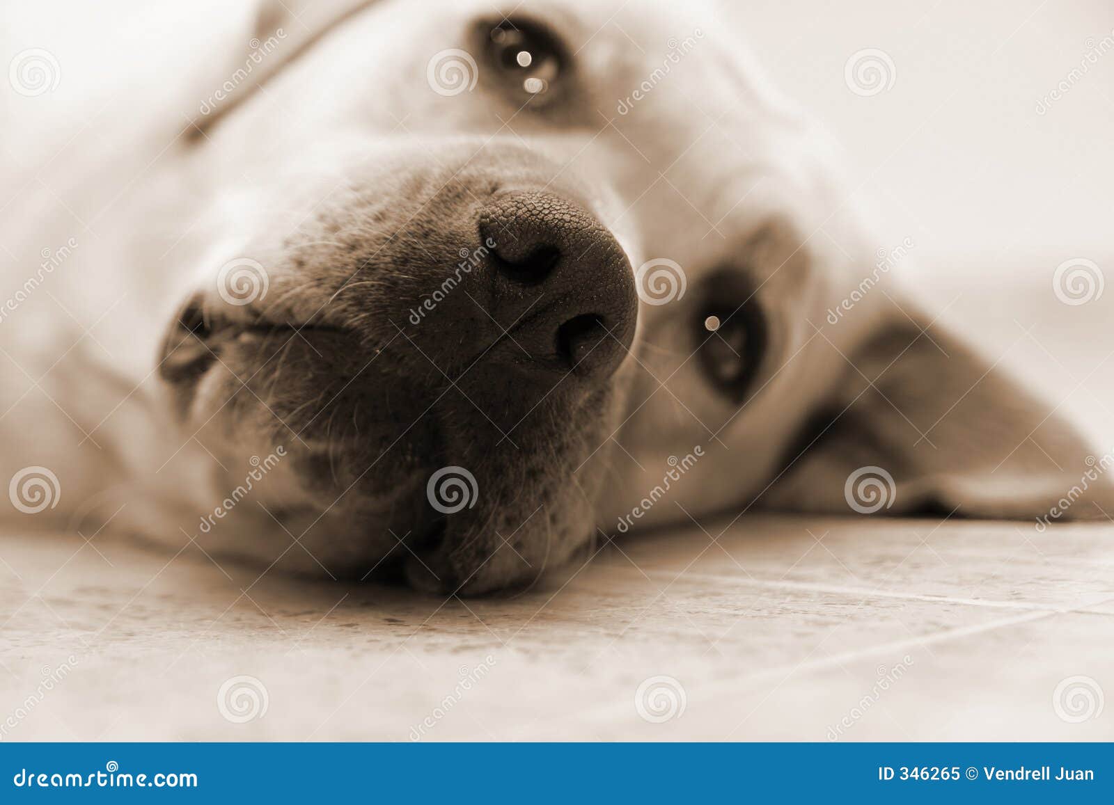 Resting dog stock image. Image of time, quietness, loneliness - 346265