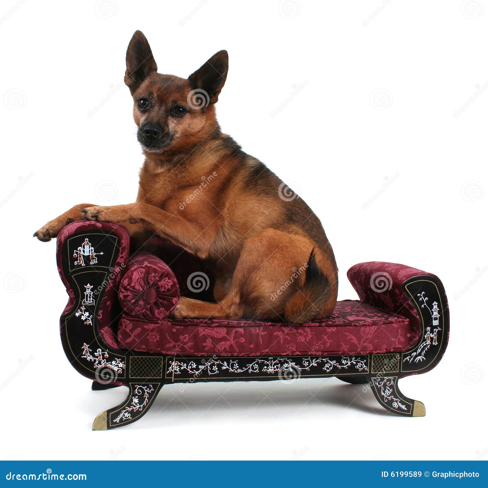 Resting dog stock image. Image of eyes, chihuahua, tiny - 6199589