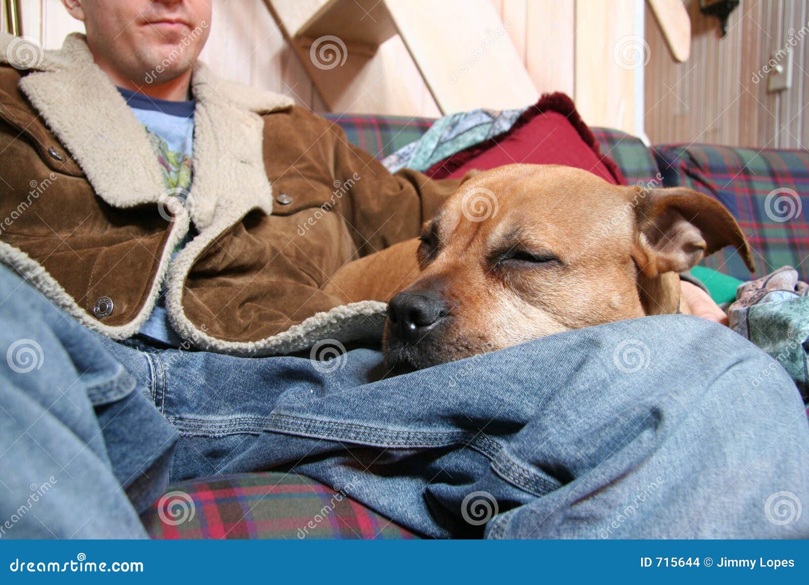 Resting Dog stock photo. Image of friendship, couple, companion - 715644