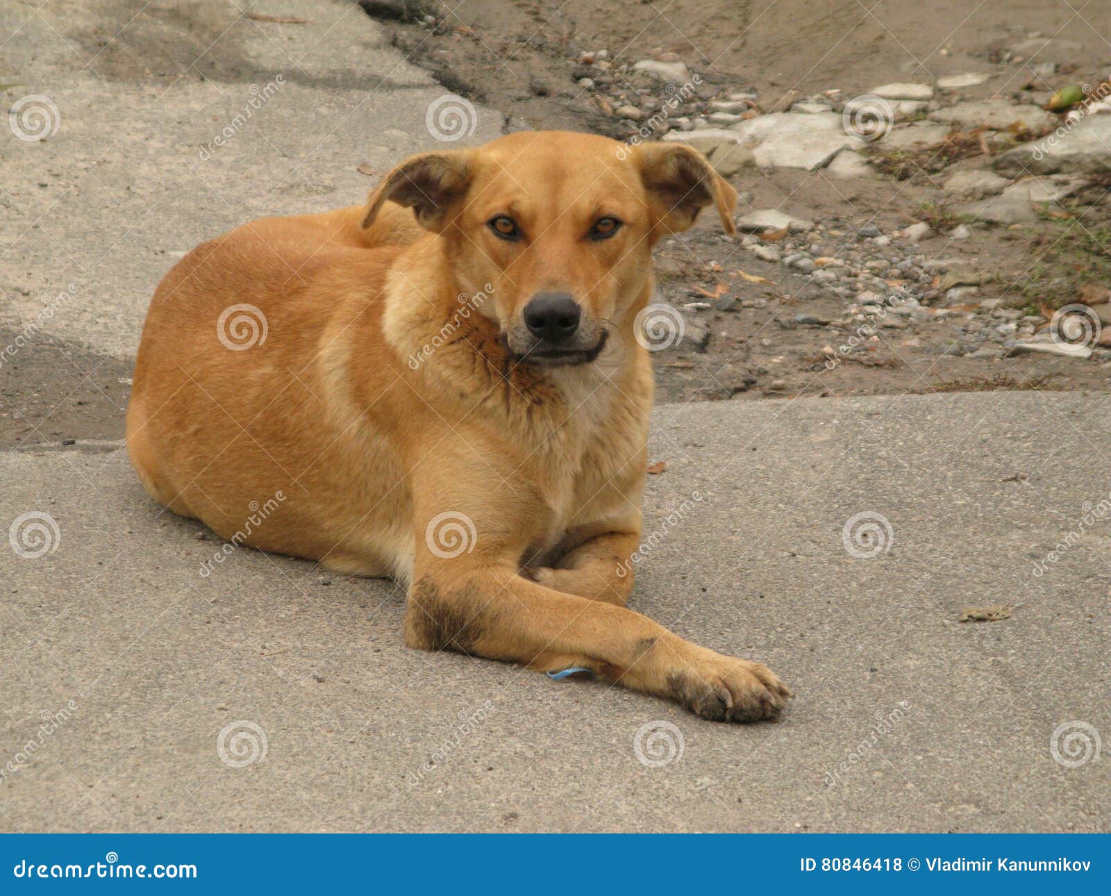 Resting dog stock photo. Image of snout, view, shot, carnivoran - 80846418
