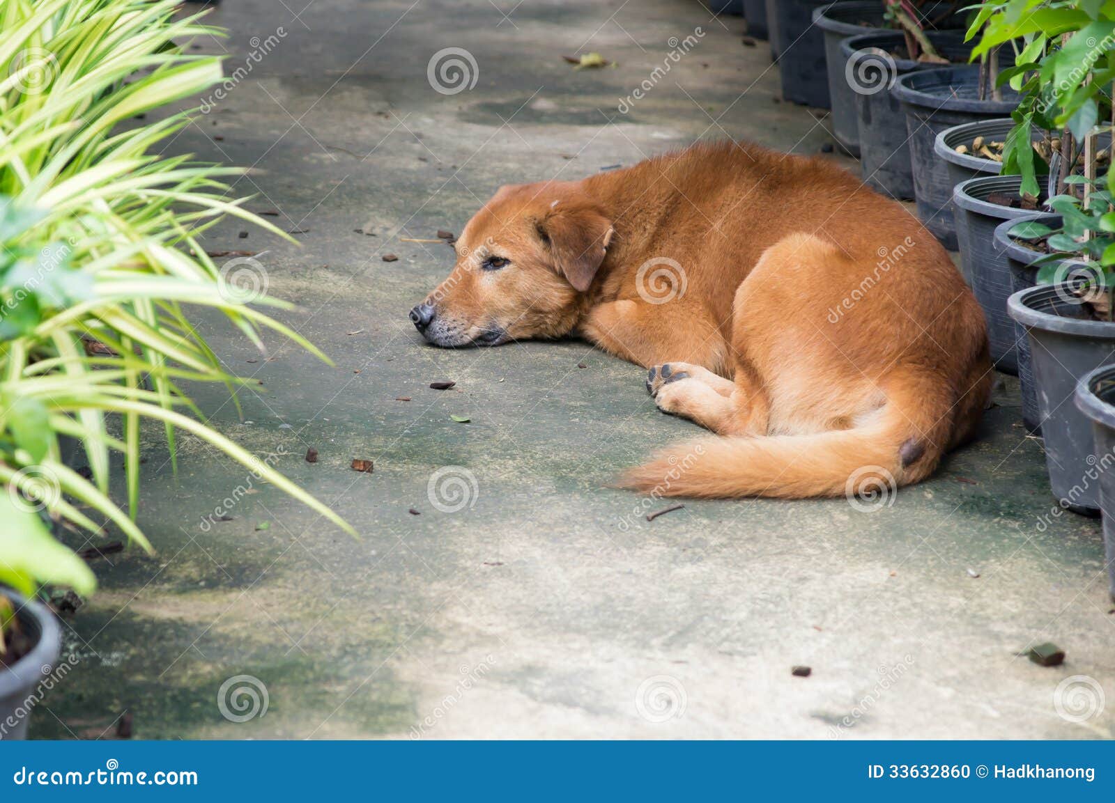 Resting dog stock photo. Image of lonely, loneliness - 33632860