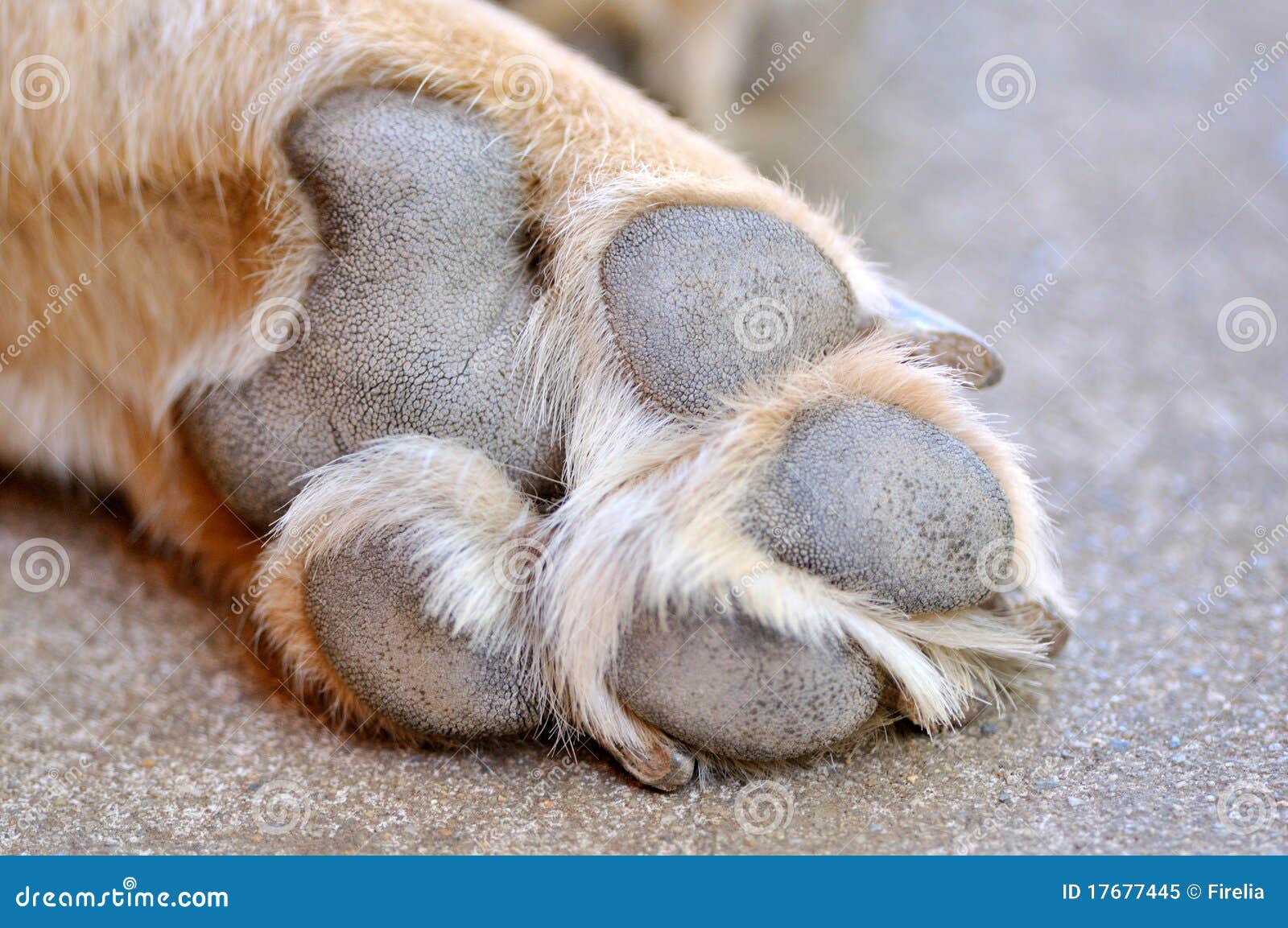 Resting dog s paw stock image. Image of mammal, cute - 17677445