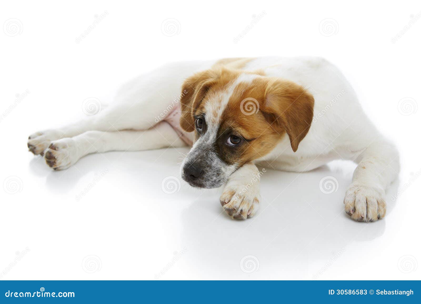 Resting doggy stock image. Image of indoors, obedience - 30586583