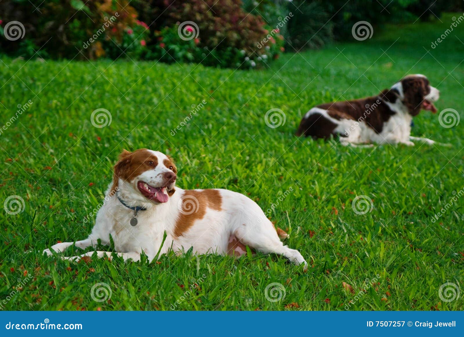 Resting Dogs stock image. Image of dogs, relaxing, green - 7507257
