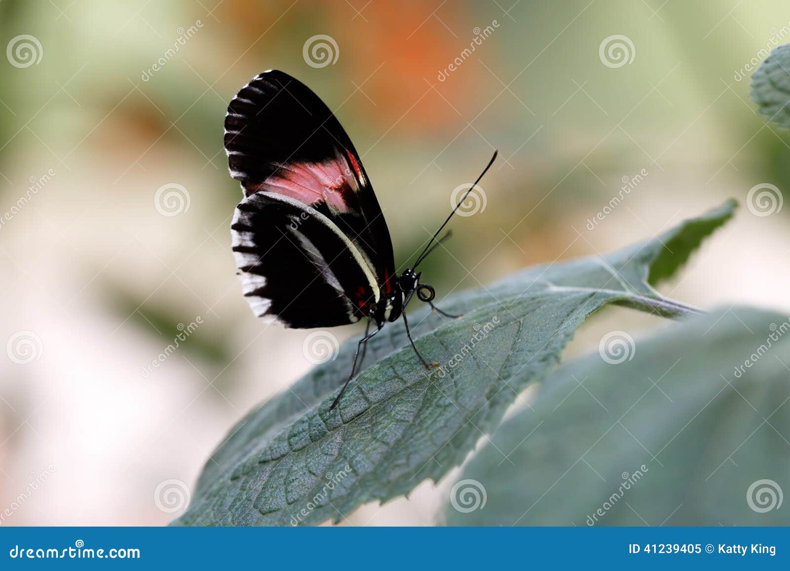 Doris Longwing Butterfly Royalty-Free Stock Photography | CartoonDealer ...