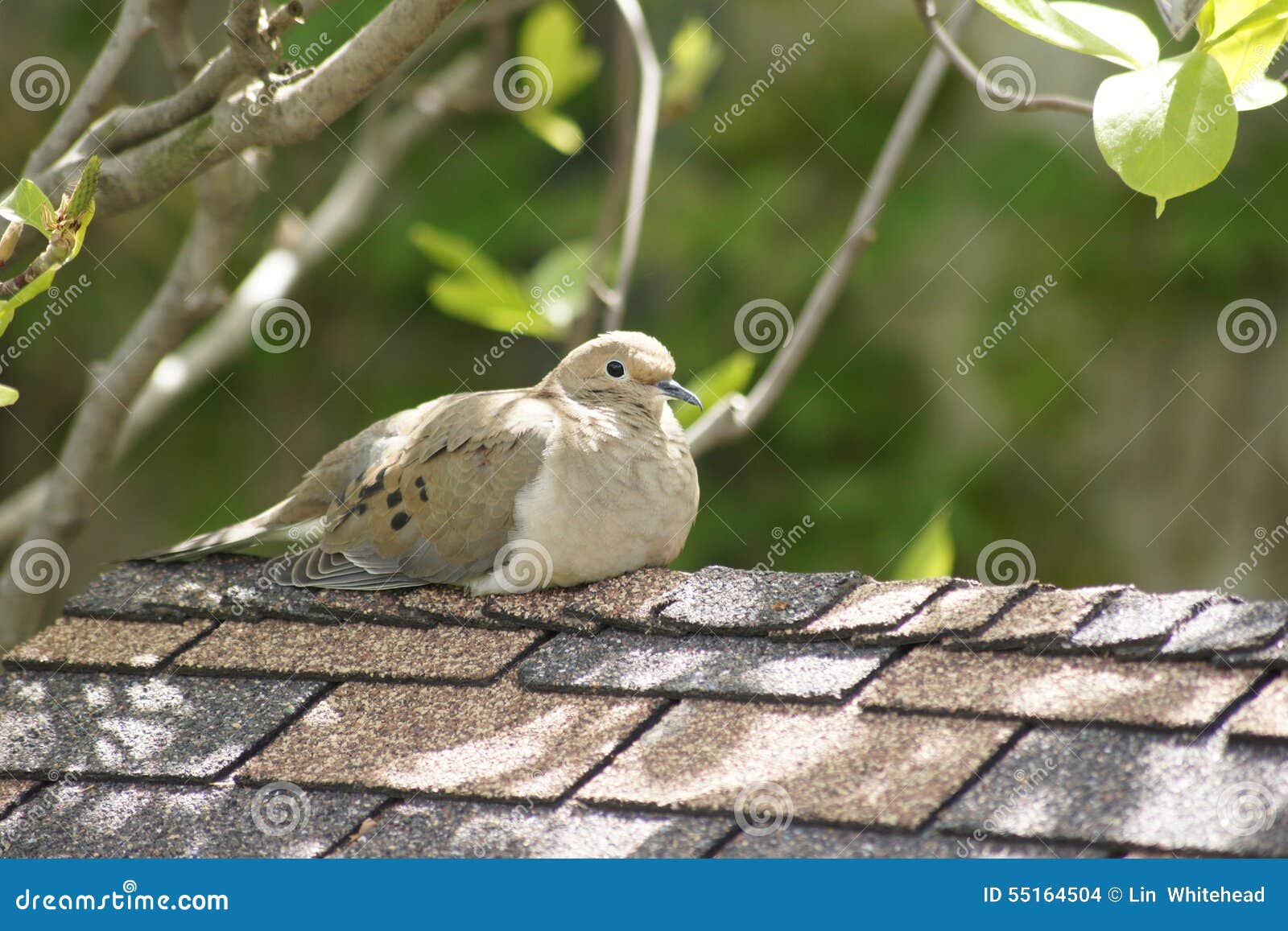 Resting Dove stock photo. Image of tree, branches, spring - 55164504