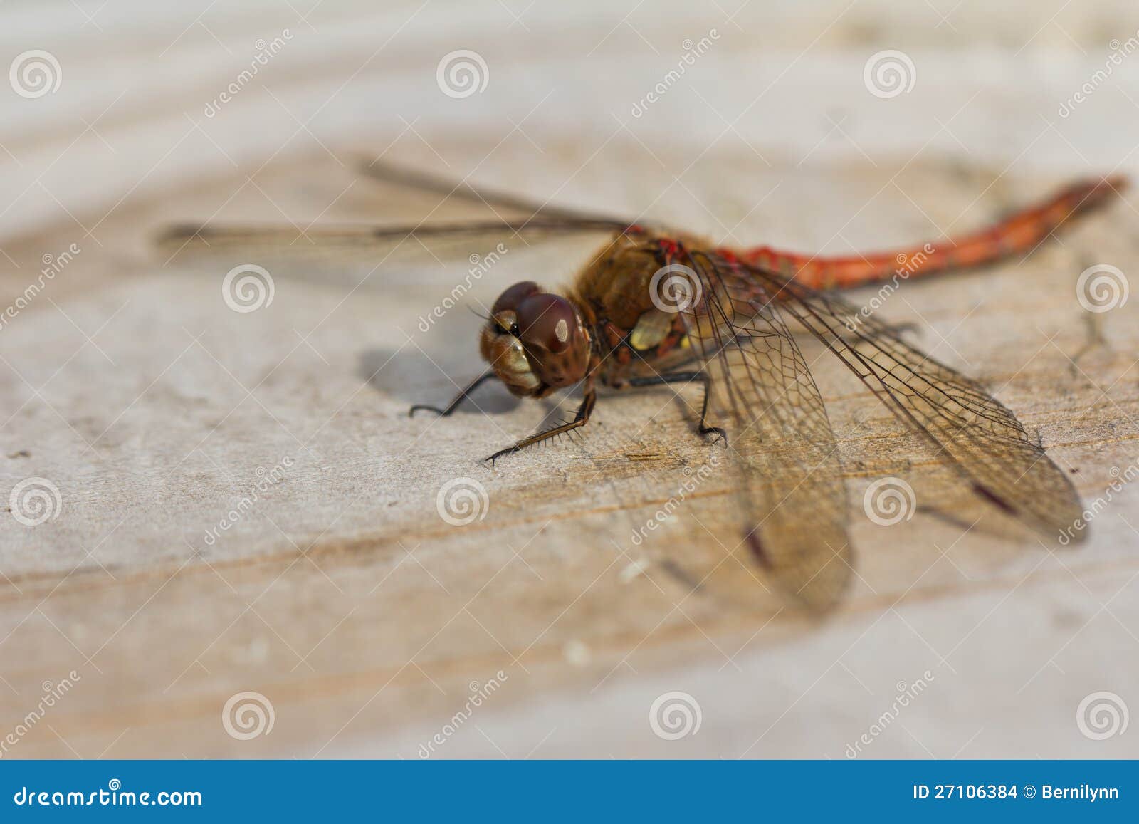 Resting Dragonfly stock photo. Image of wings, striolatum - 27106384