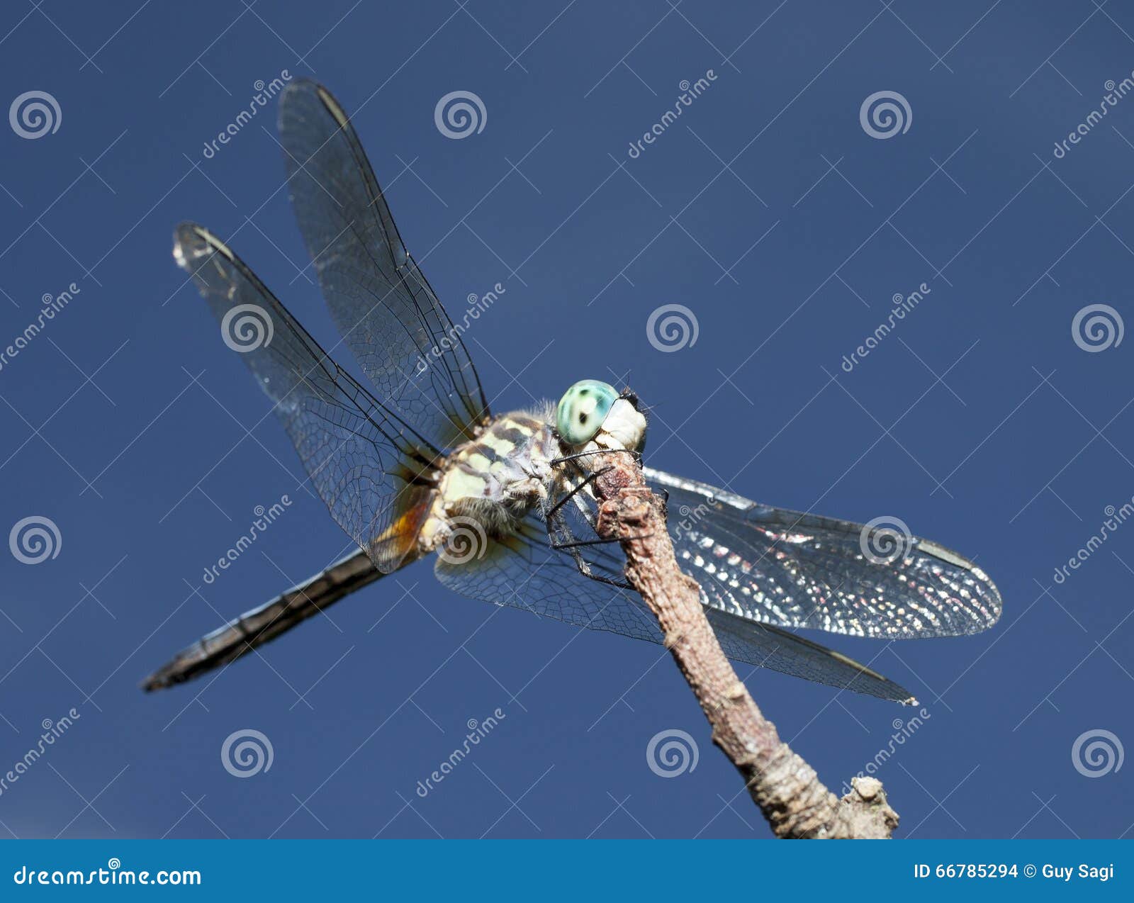 Resting dragonfly stock photo. Image of insect, white - 66785294