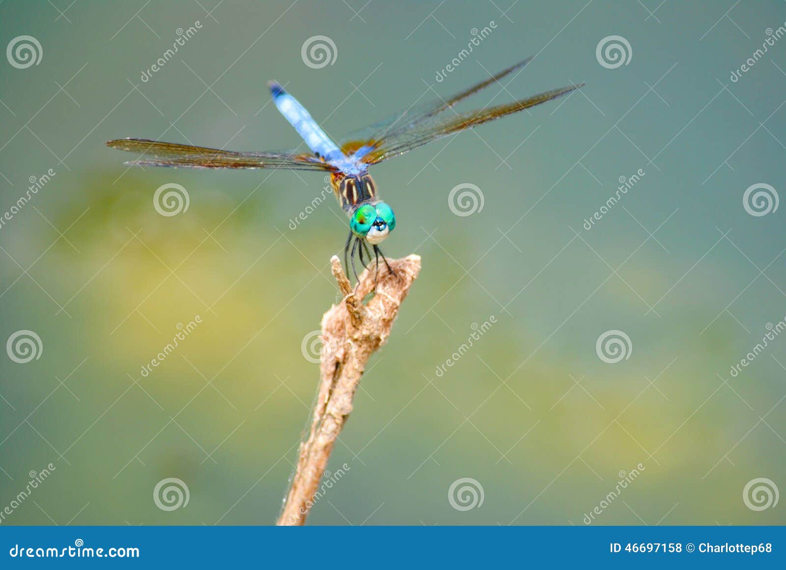 Resting dragonfly stock photo. Image of environment, pond - 46697158