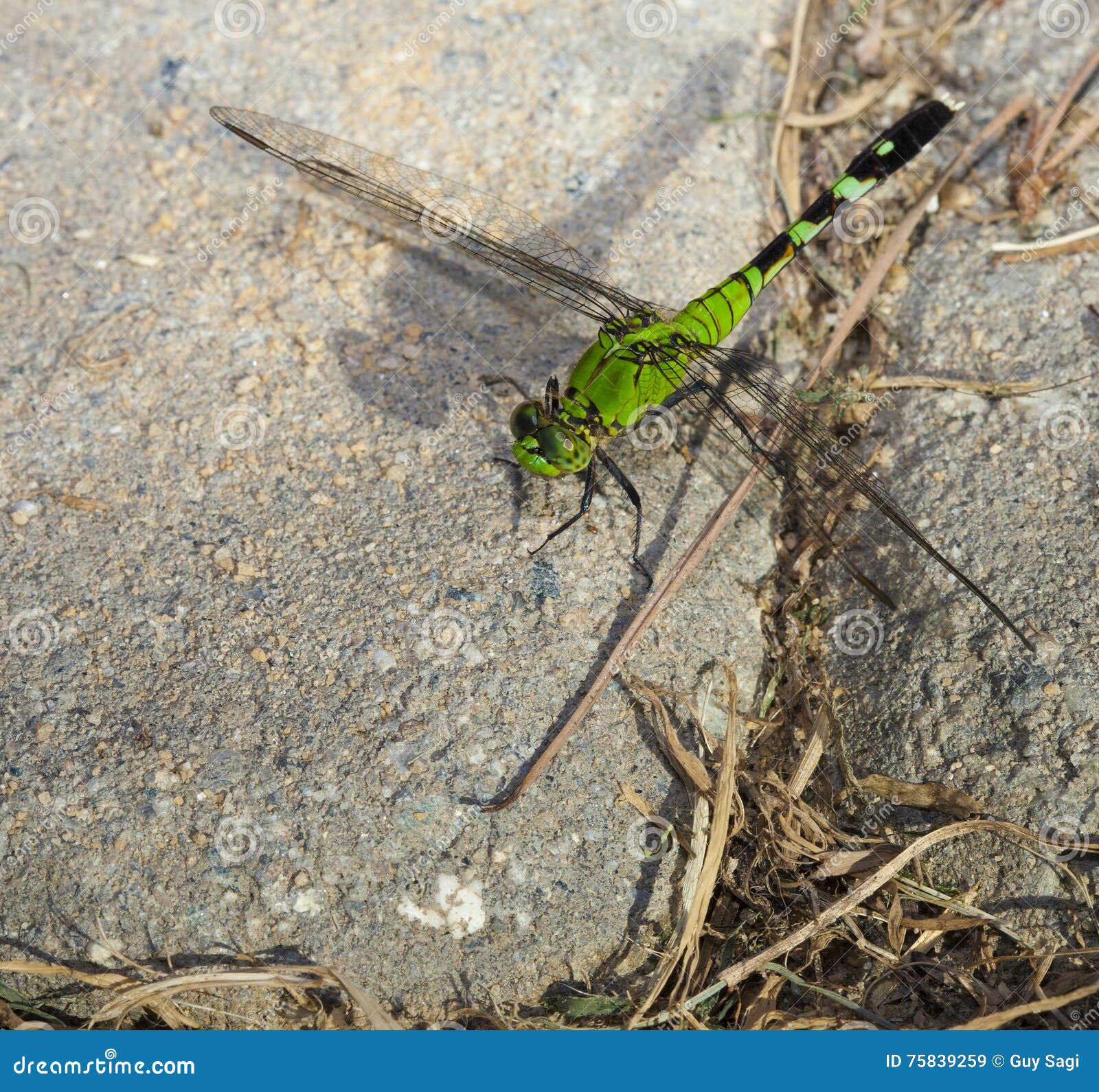 Resting dragonfly stock image. Image of mouth, beige - 75839259