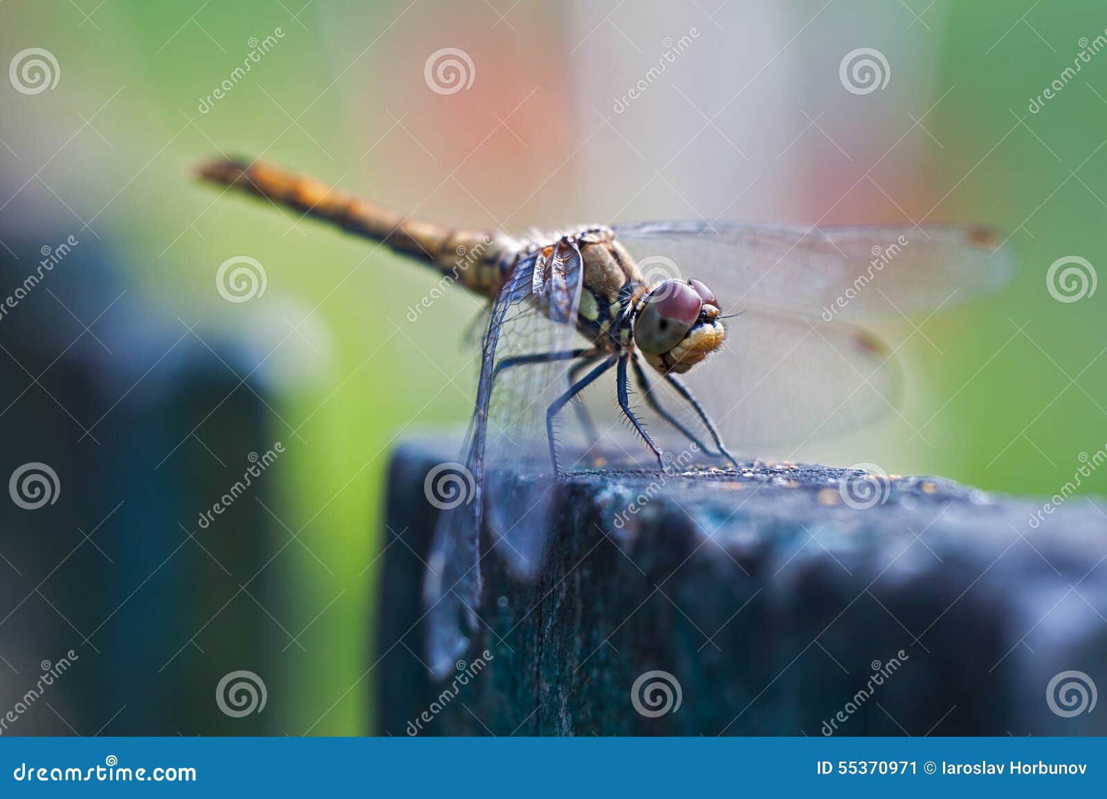 Resting dragonfly stock image. Image of green, gardens - 55370971