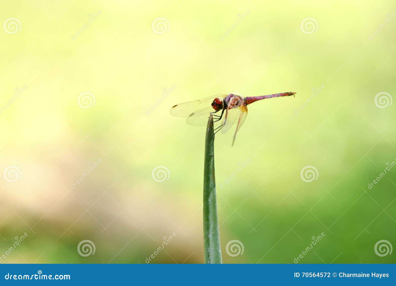 Resting Dragonfly stock photo. Image of trithemis, african - 70564572