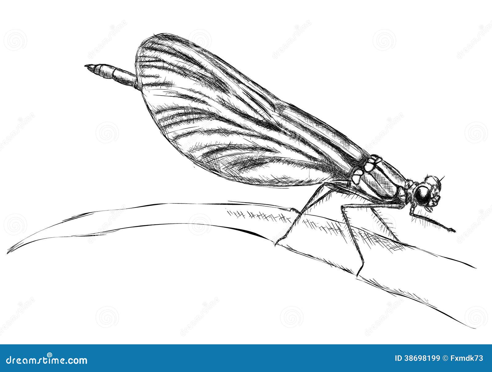 Resting Dragonfly stock vector. Illustration of nature - 38698199