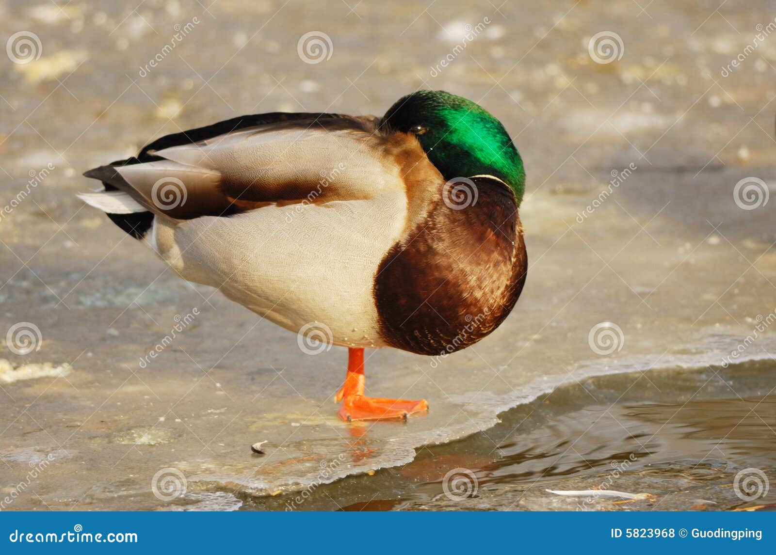 Resting Duck Picture. Image: 5823968