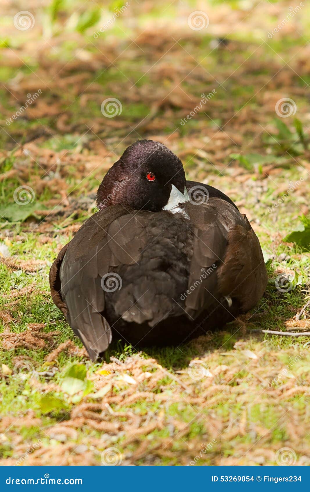 Resting duck stock photo. Image of green, ornithology - 53269054