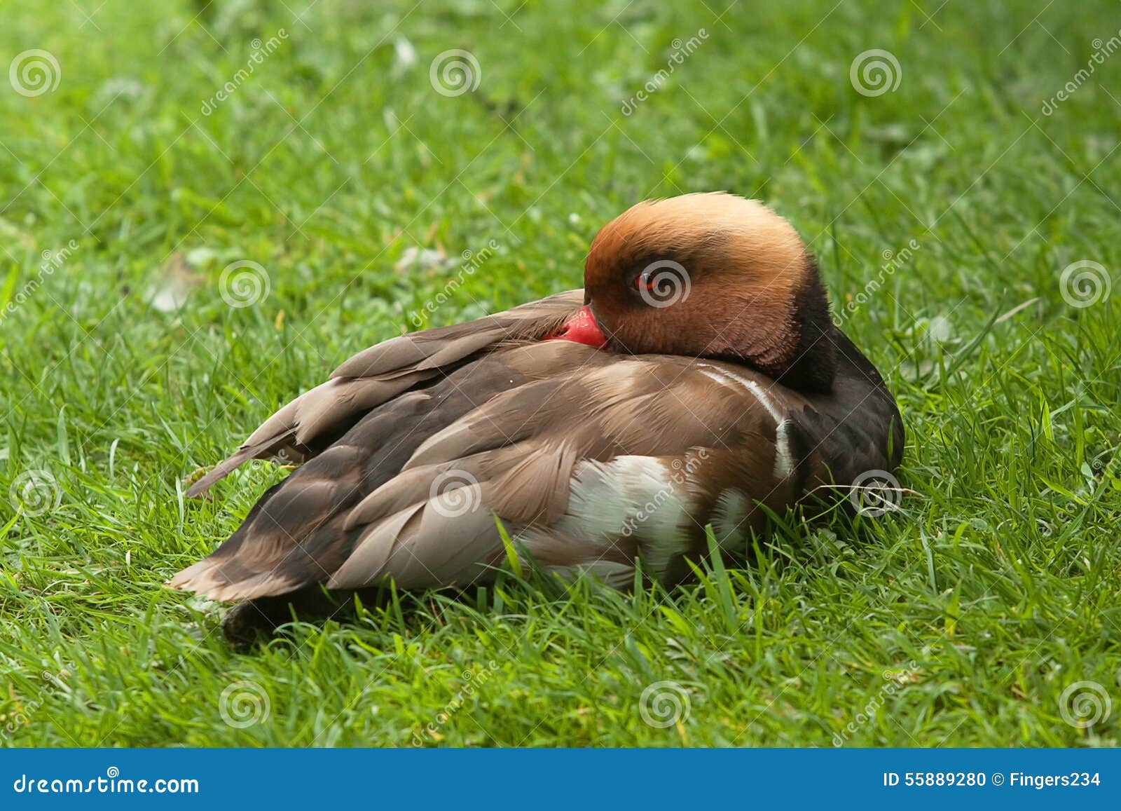 Resting duck stock photo. Image of nature, fauna, green - 55889280