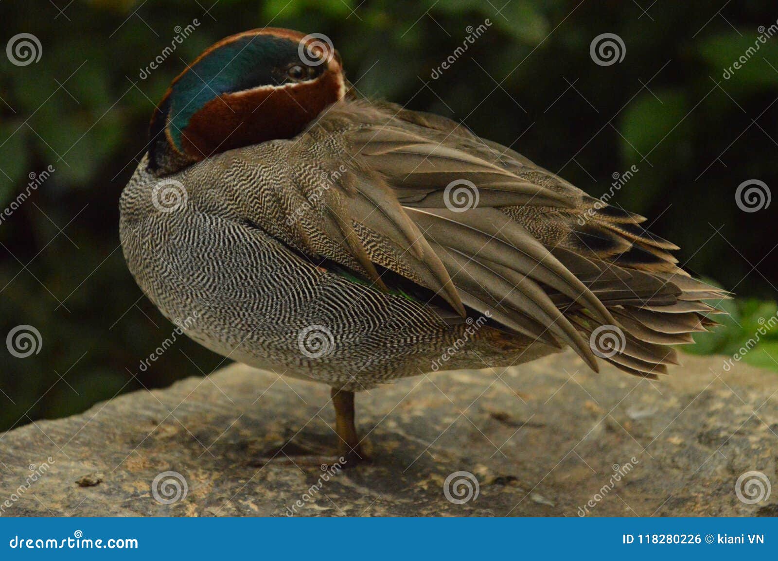 Resting duck stock photo. Image of duck, resting, colors - 118280226