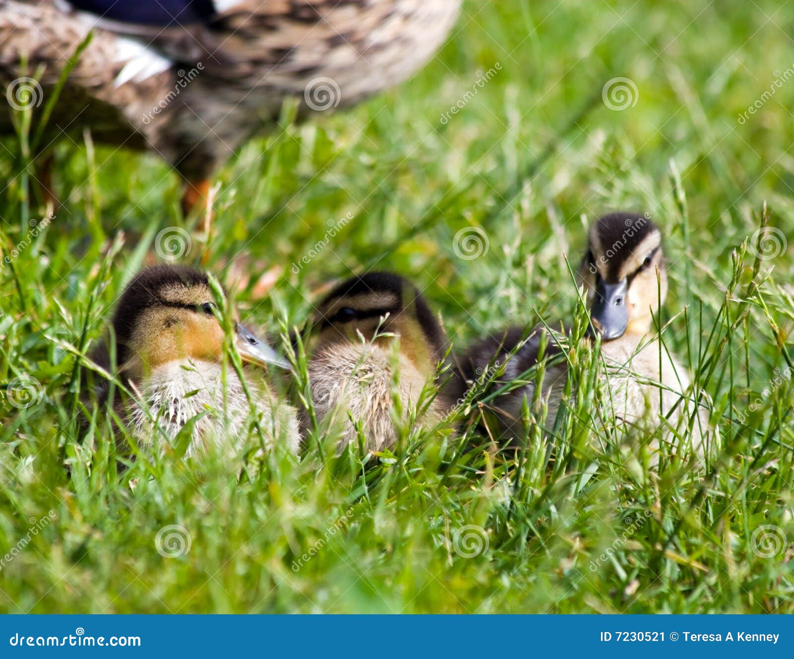 Resting Ducklings stock image. Image of duckling, bird - 7230521