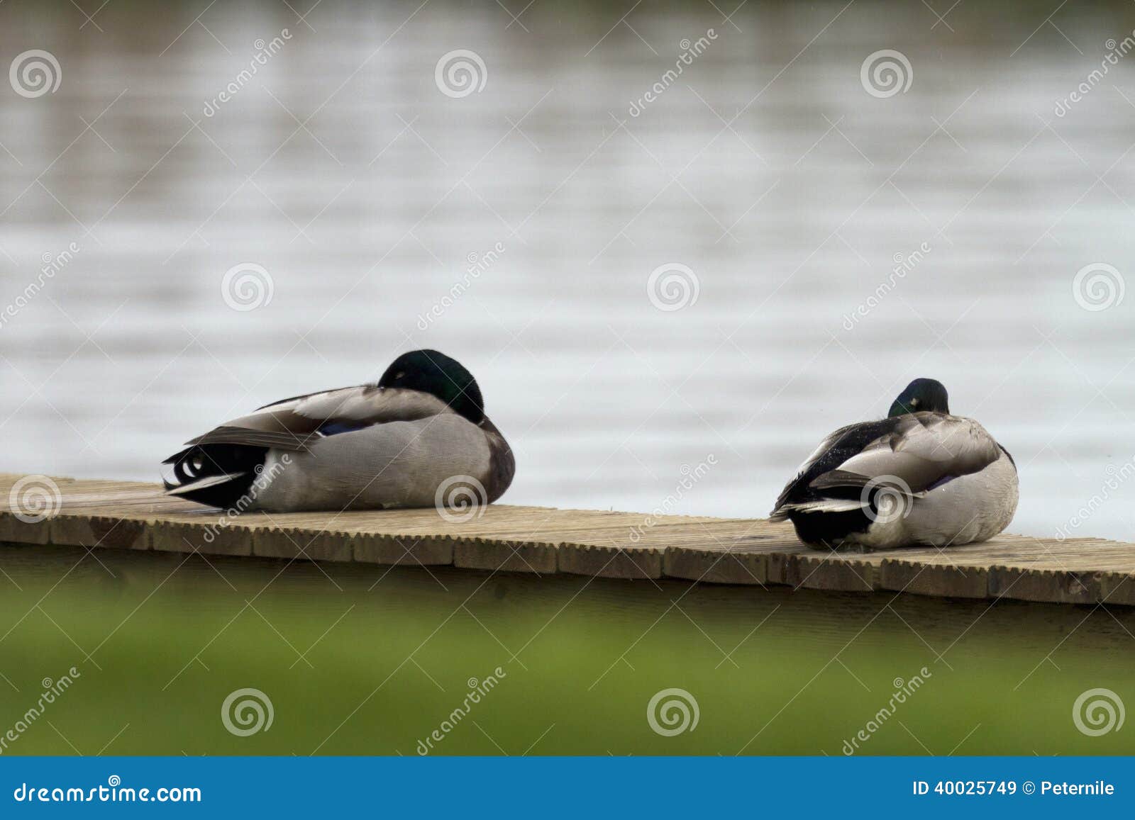 Resting ducks stock image. Image of male, sleep, outdoor - 40025749