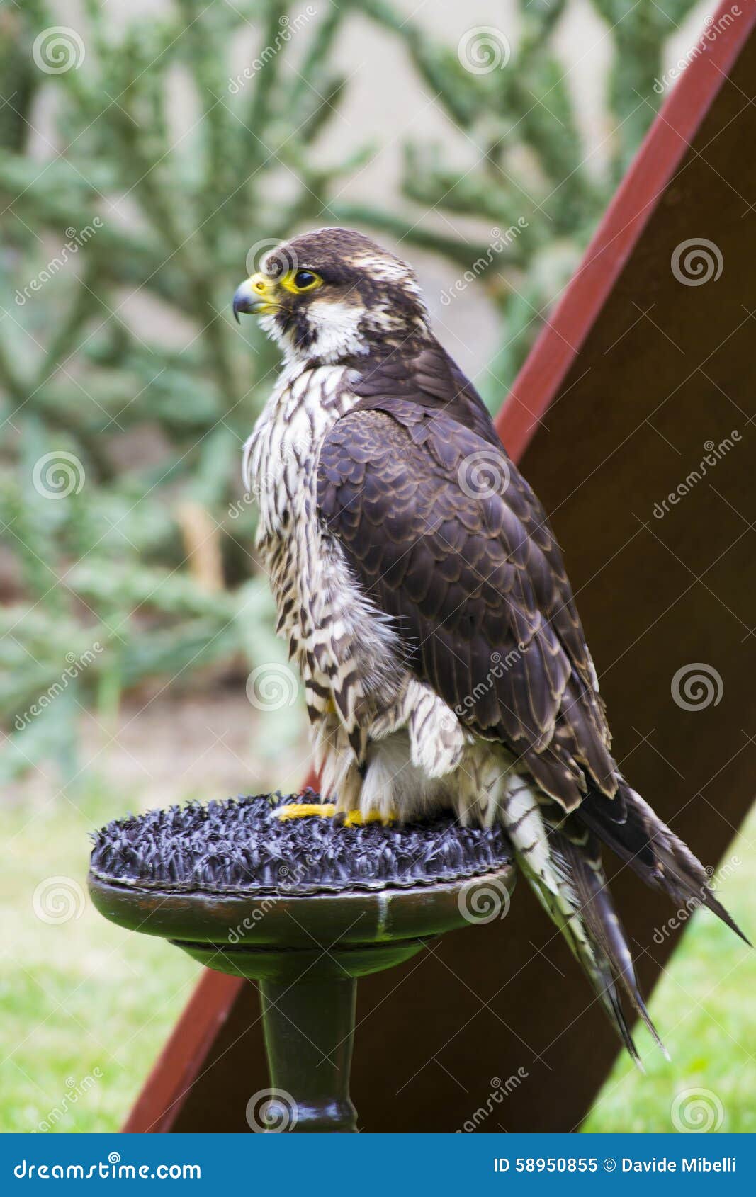 Resting Eagle stock image. Image of nature, outdoors - 58950855