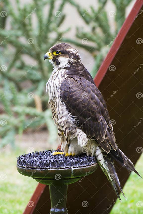 Resting Eagle stock image. Image of nature, outdoors - 58950855
