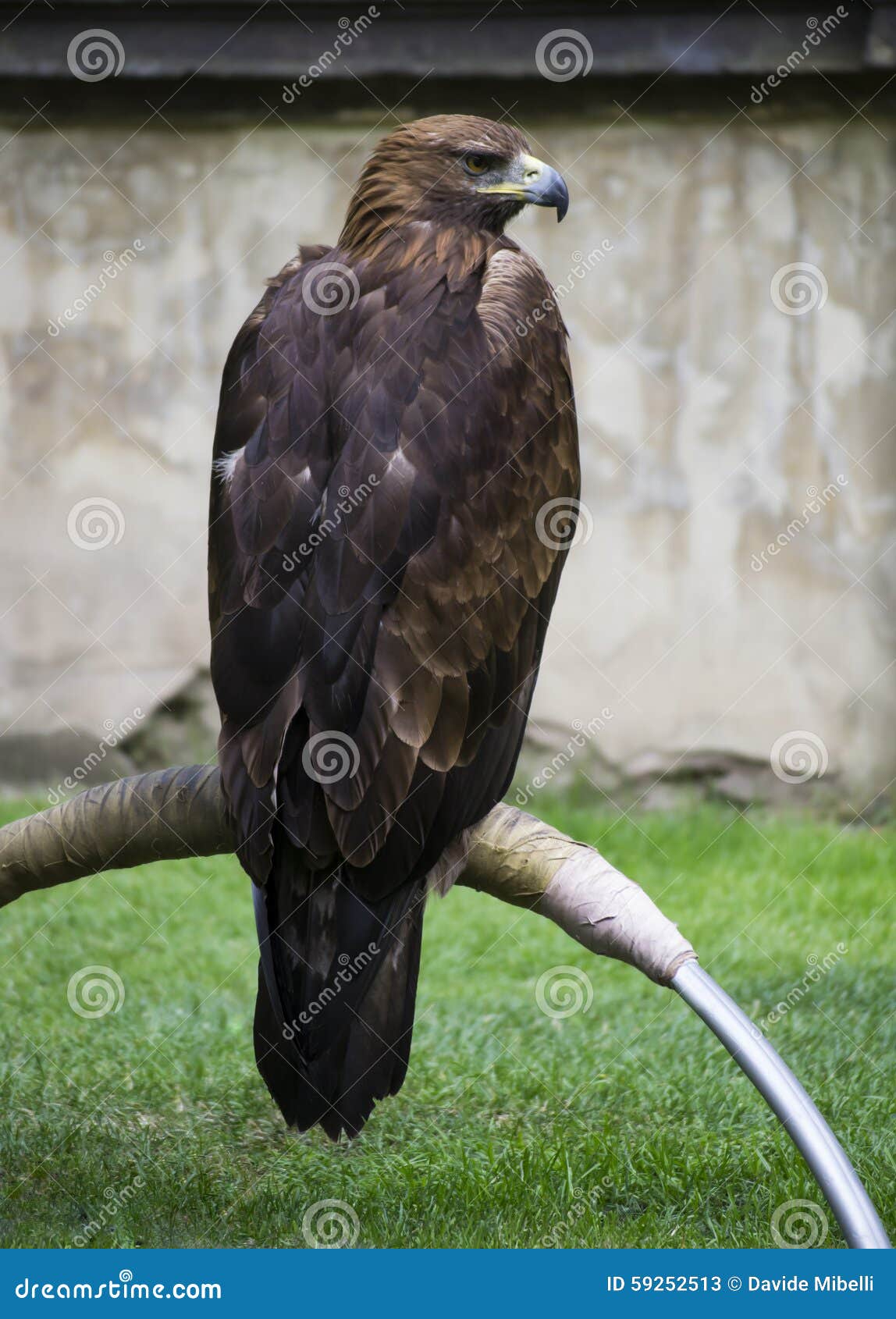 Resting eagle stock image. Image of white, park, isolated - 59252513