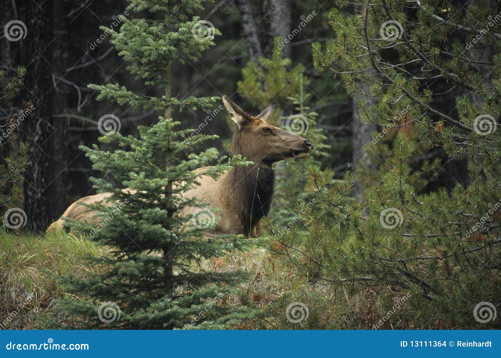 Resting elk stock photo. Image of resting, forest, outdoors - 13111364