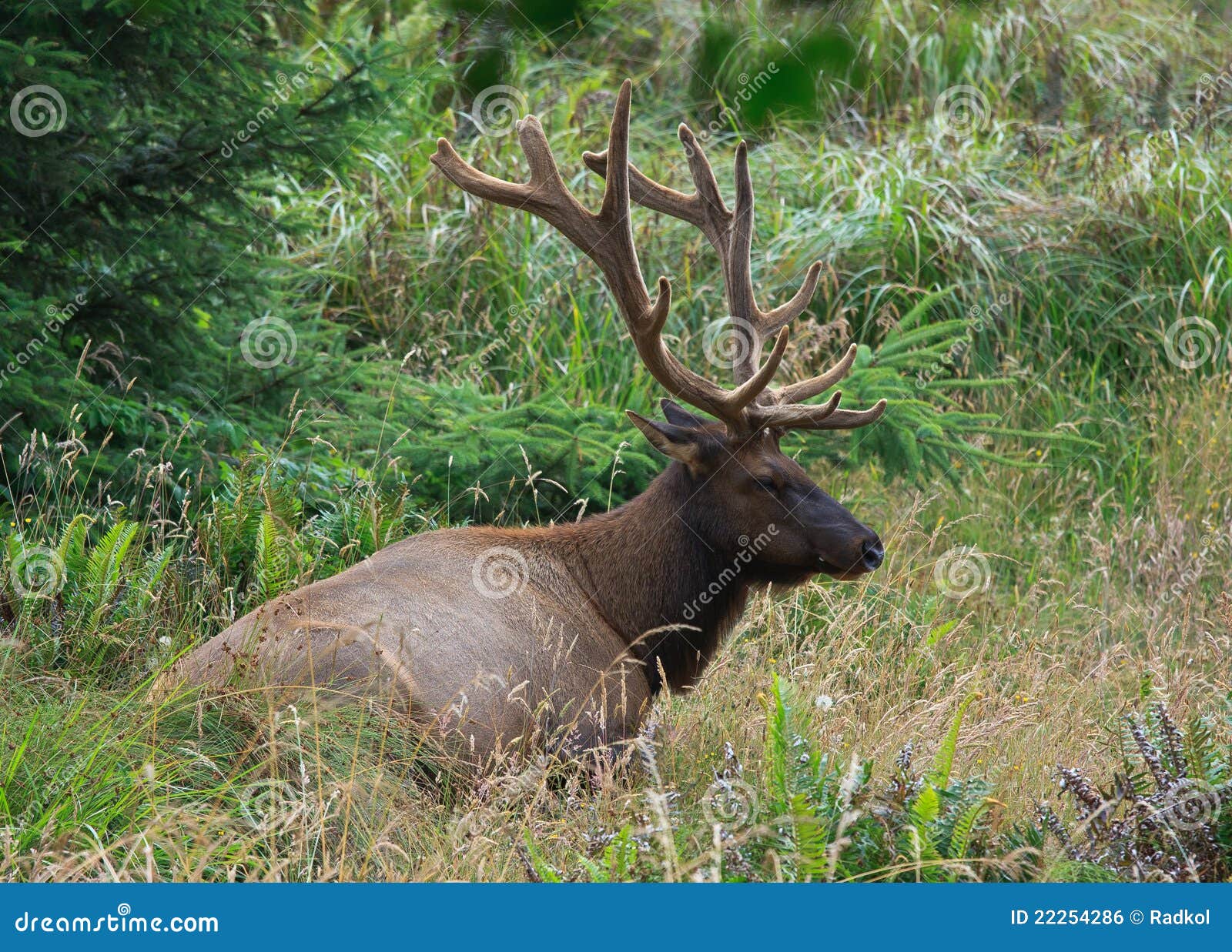 Resting elk stock photo. Image of binocular, hunting - 22254286