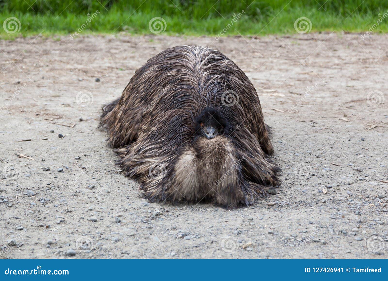 A Resting Emu stock image. Image of wild, spring, green - 127426941