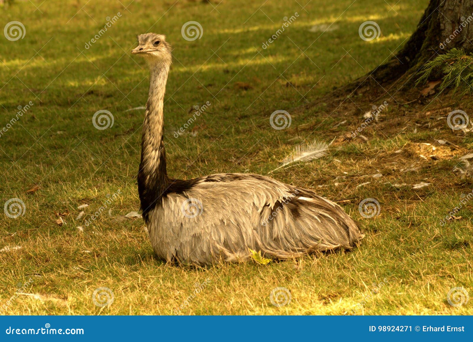 Resting emu / Dromaius stock image. Image of dromaius - 98924271