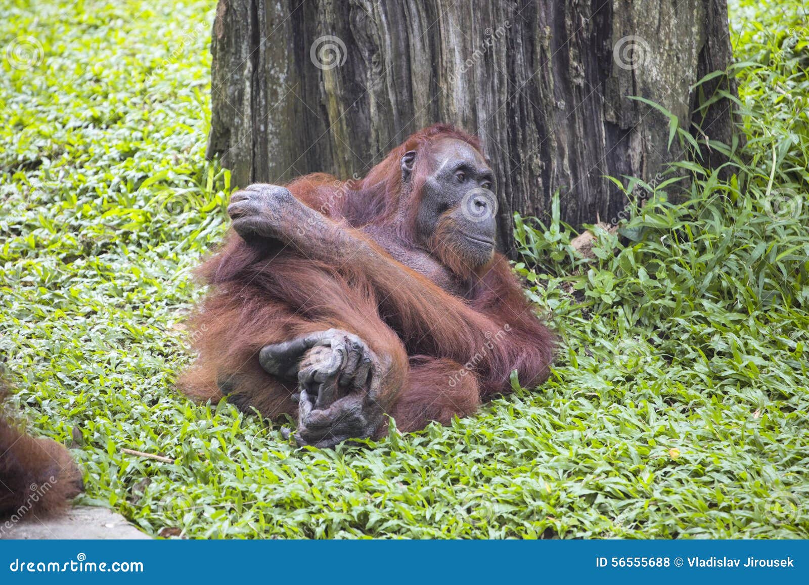 Resting Female of Borneo Orangutan Pongo Pygmaeus Stock Photo - Image ...
