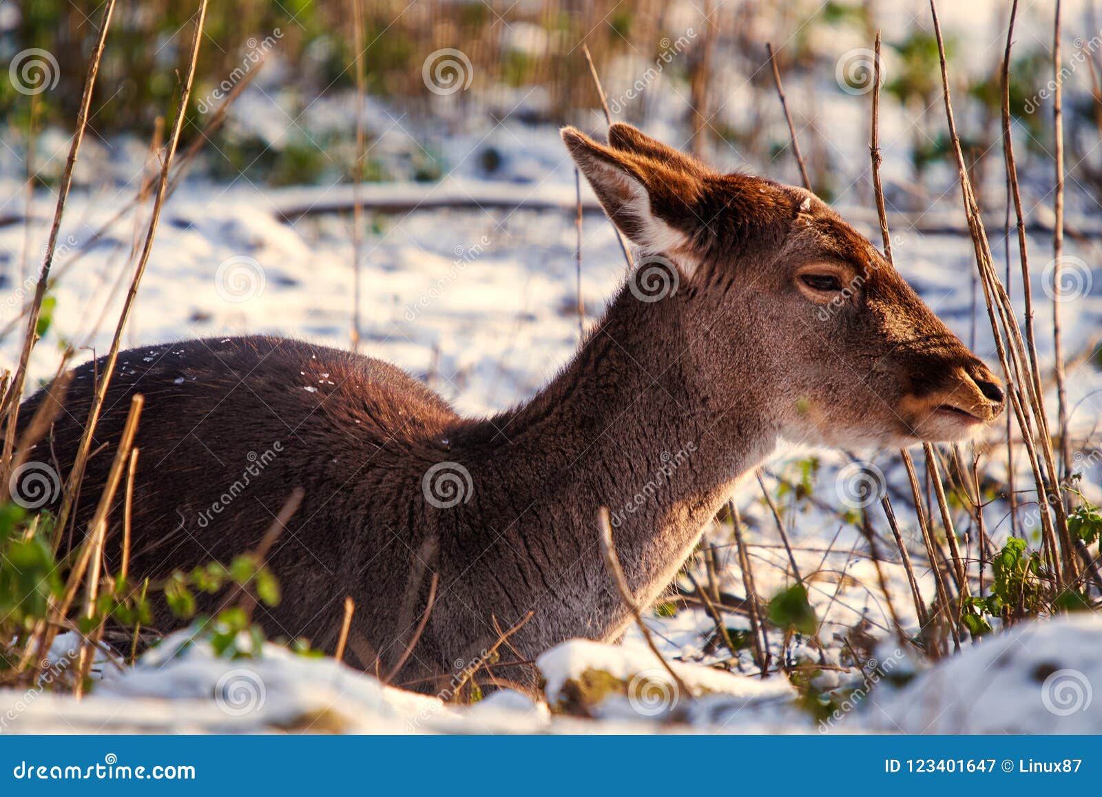 Resting Deer Stock Photos - Download 2,956 Images