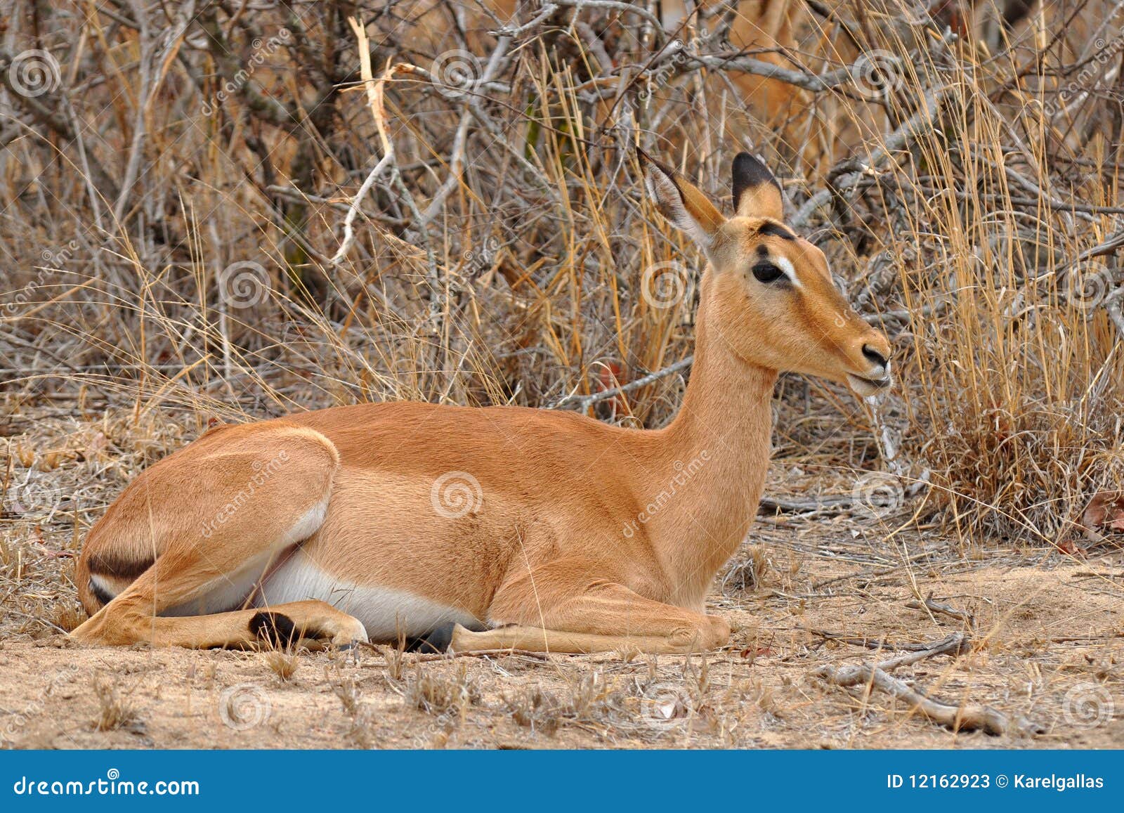 Resting female of impala stock image. Image of reserve - 12162923