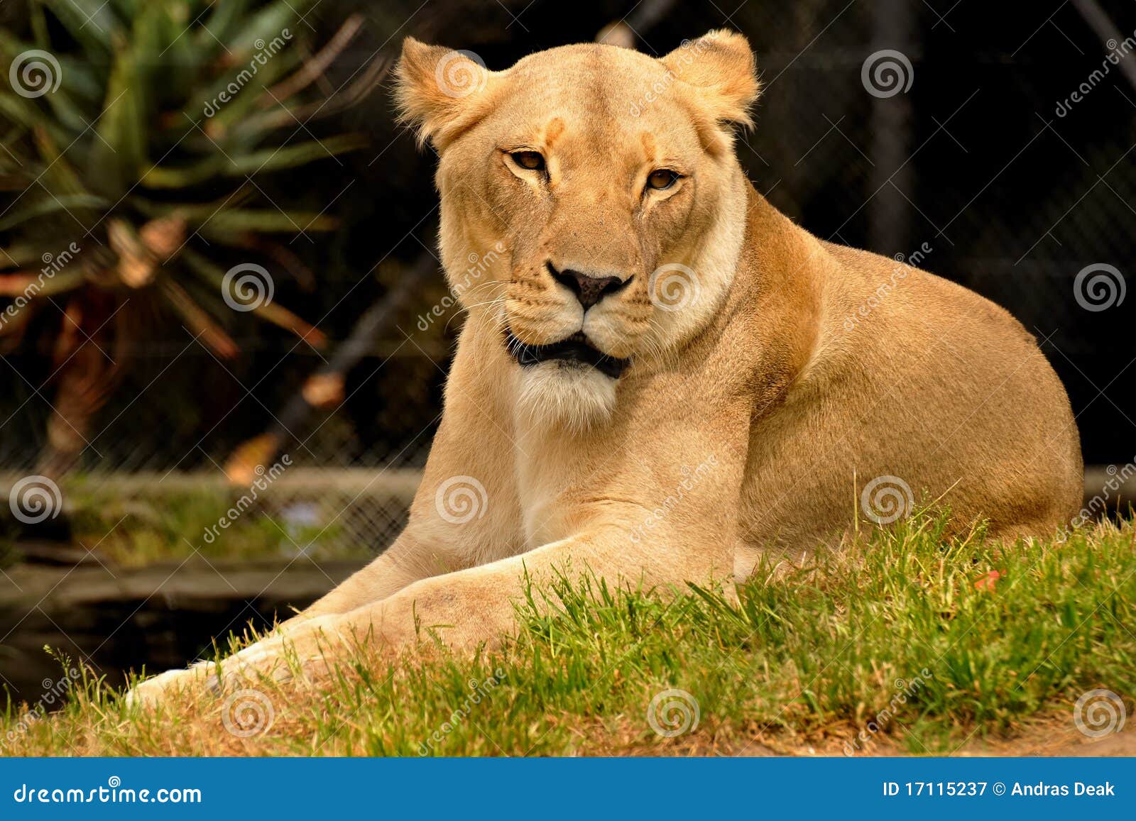 Resting female lion stock image. Image of lions, mammal - 17115237