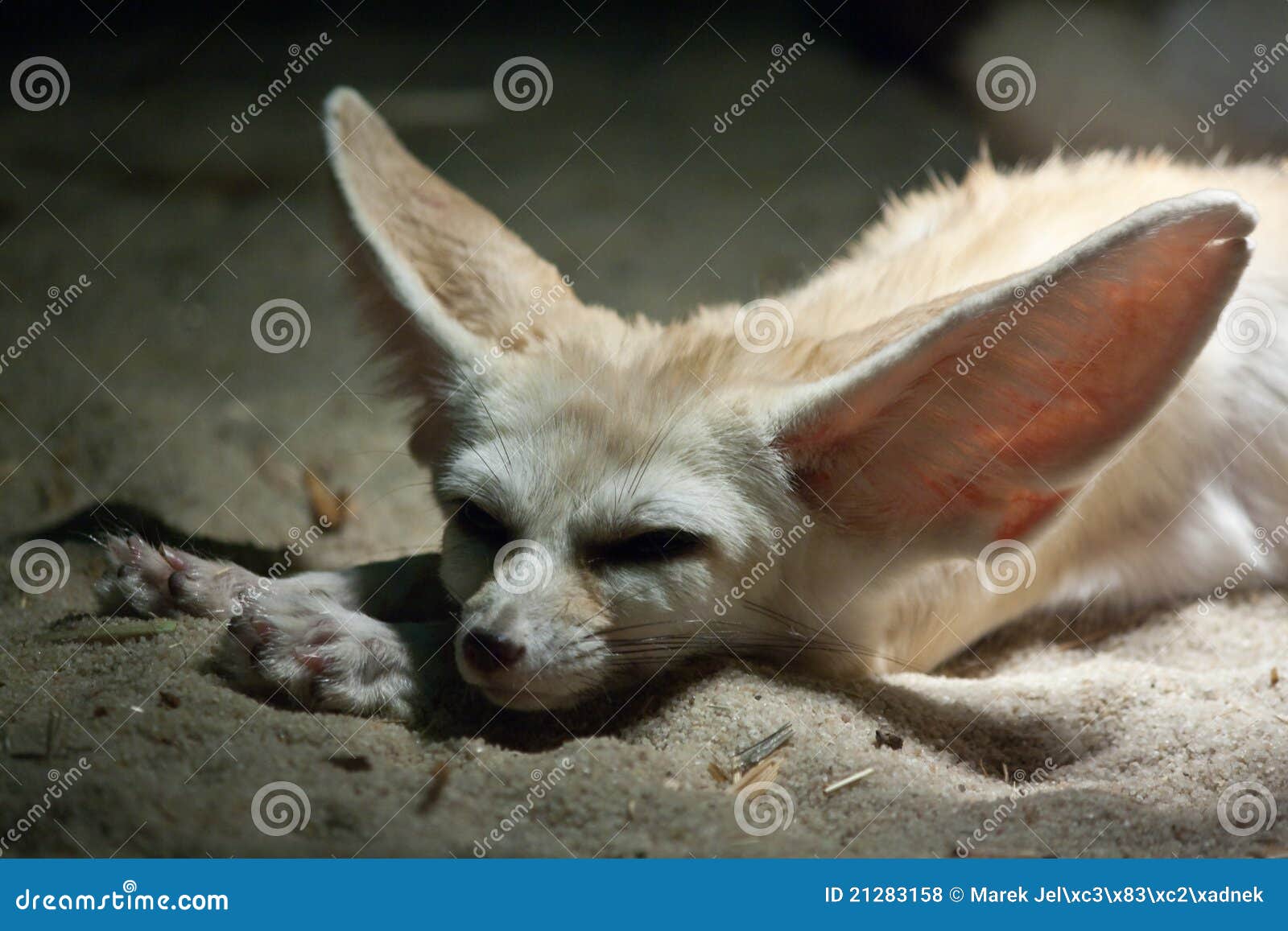 Resting fennec fox stock photo. Image of resting, vulpes - 21283158