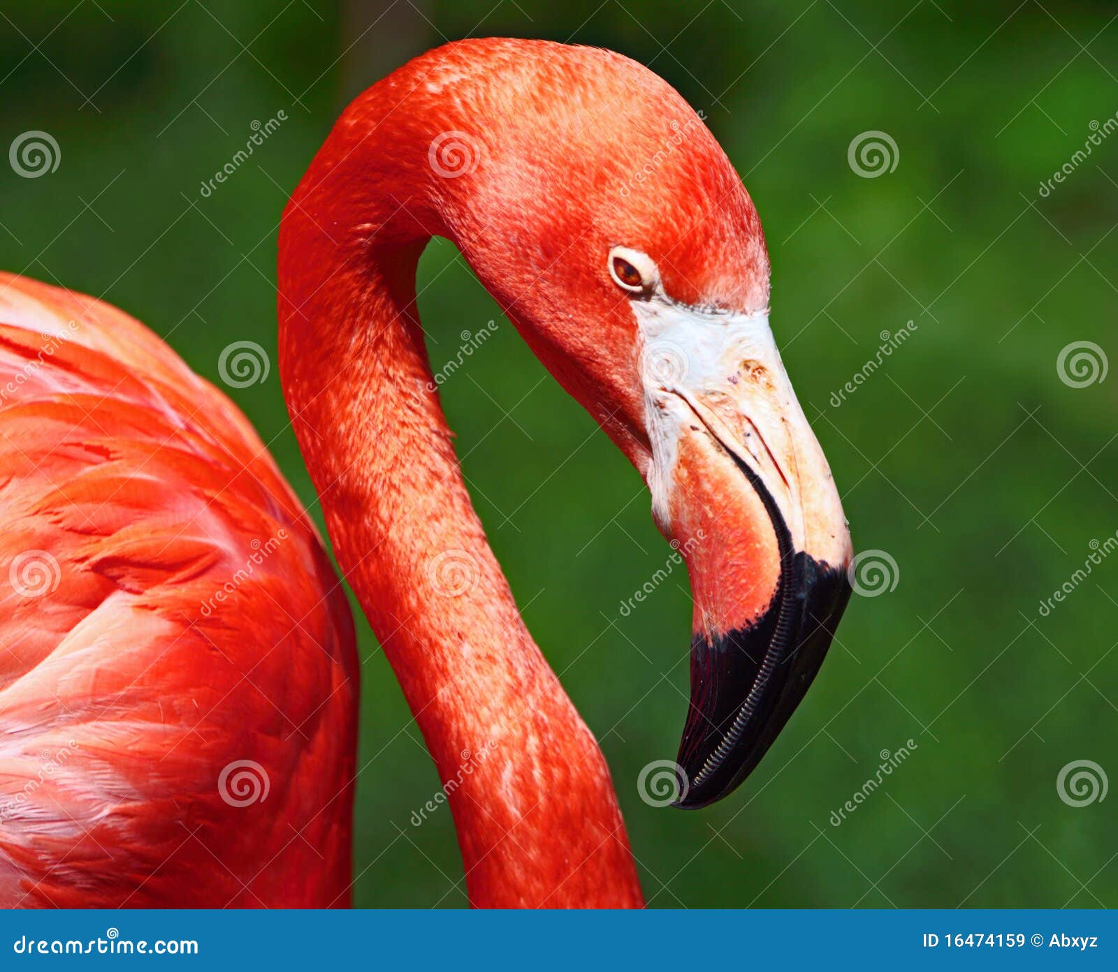 Resting flamingo stock image. Image of colorful, quill - 16474159